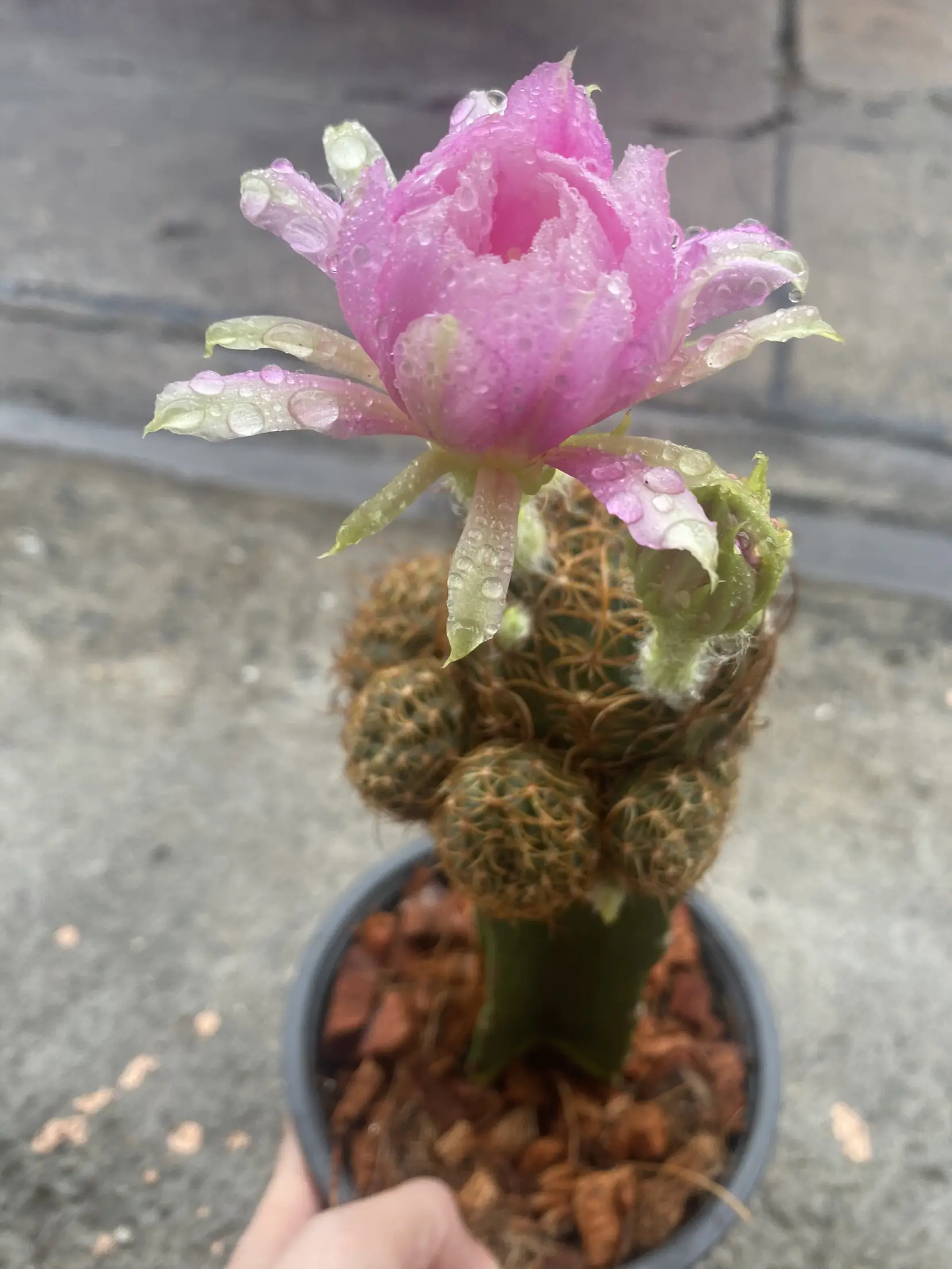 น้องแคคตัสในวันที่ฝนตกชุ่มฉํ่าเลยทีเดียว | แกลเลอรีที่โพสต์โดย Ayano Nani | Lemon8