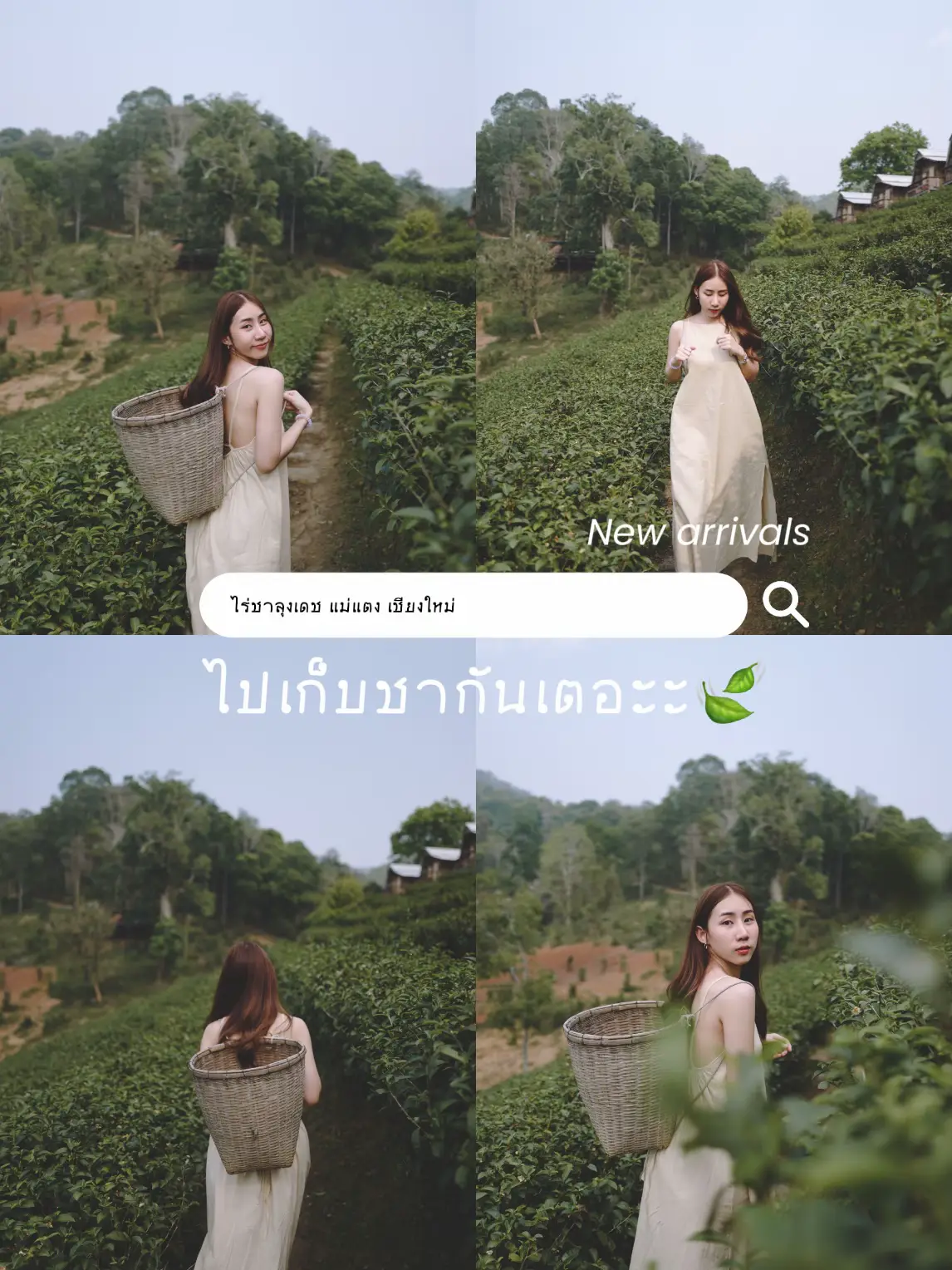 ไปเก็บชากันเตอะะะ🍃 | แกลเลอรีที่โพสต์โดย Pooklook | Lemon8