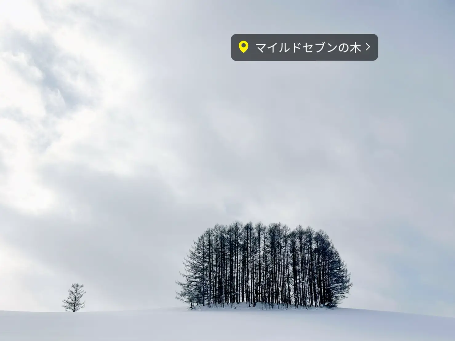 Hokkaido Tree Guide | แกลเลอรีที่โพสต์โดย Ann Nattiya | Lemon8