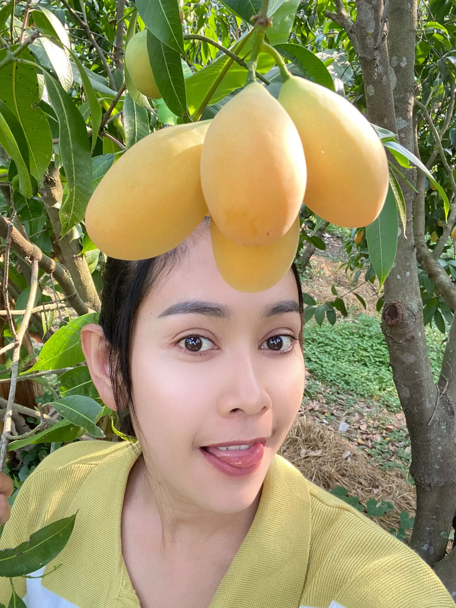 #มะยงชิดหวาน นครนายยก สวนเปิดแล้วค่ะ เข้าชมสวนได้ฟรี😍 | แกลเลอรีที่โพสต์โดย 😍Noomay😍 | Lemon8