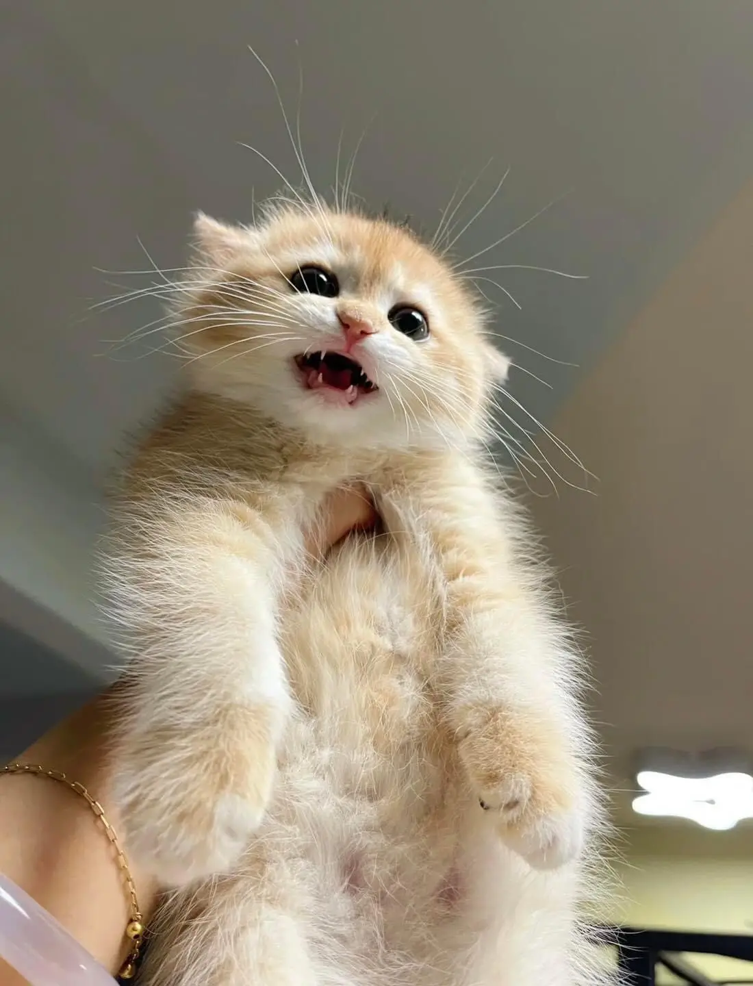 แมวของนุดด🐱🫶🏻 แกลเลอรีที่โพสต์โดย Pang 2547 Lemon8