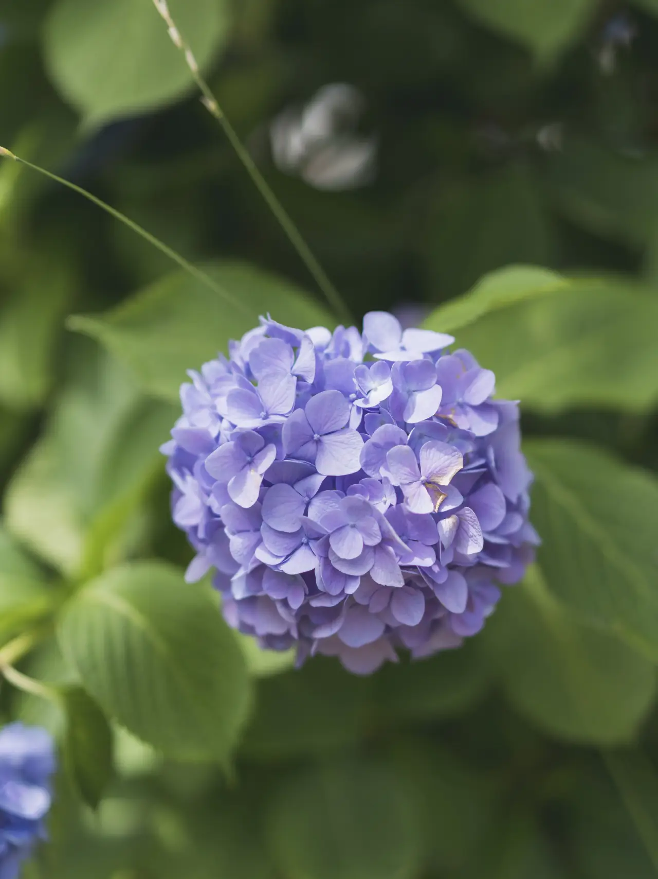 Hydrangeas Season in Tokyo Japan | แกลเลอรีที่โพสต์โดย A Nice Place ...