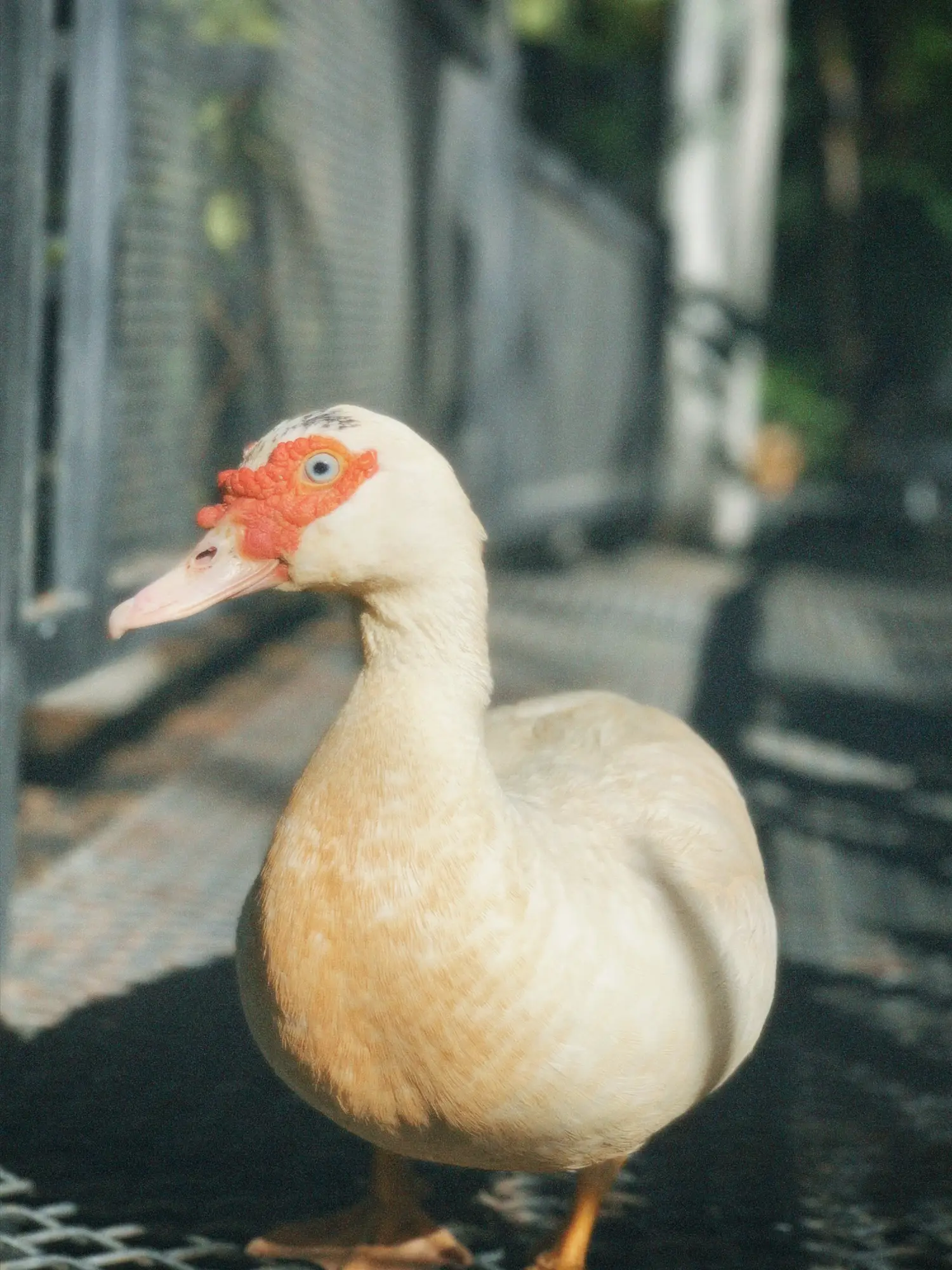 แอพกล้องฟิล์มcpm35 - การค้นหาใน Lemon8