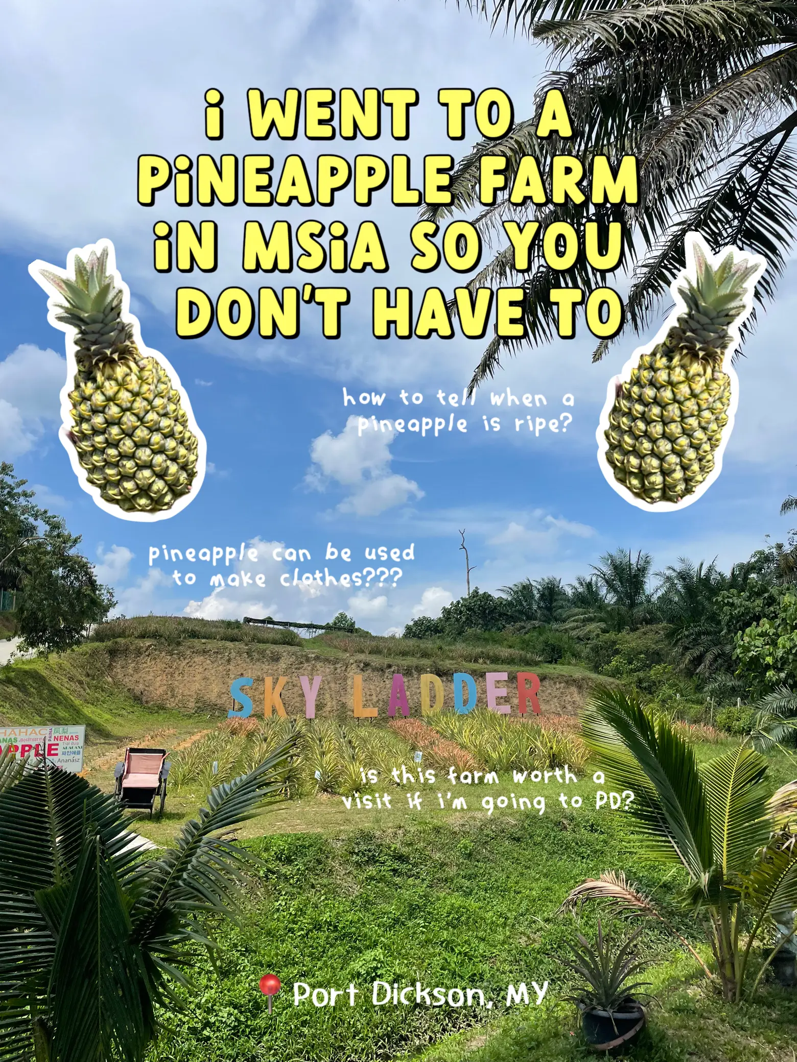 I WENT TO A PINEAPPLE FARM IN MSIA SO UDH TO 🍍👩‍🌾🚜 | Gallery posted by ...