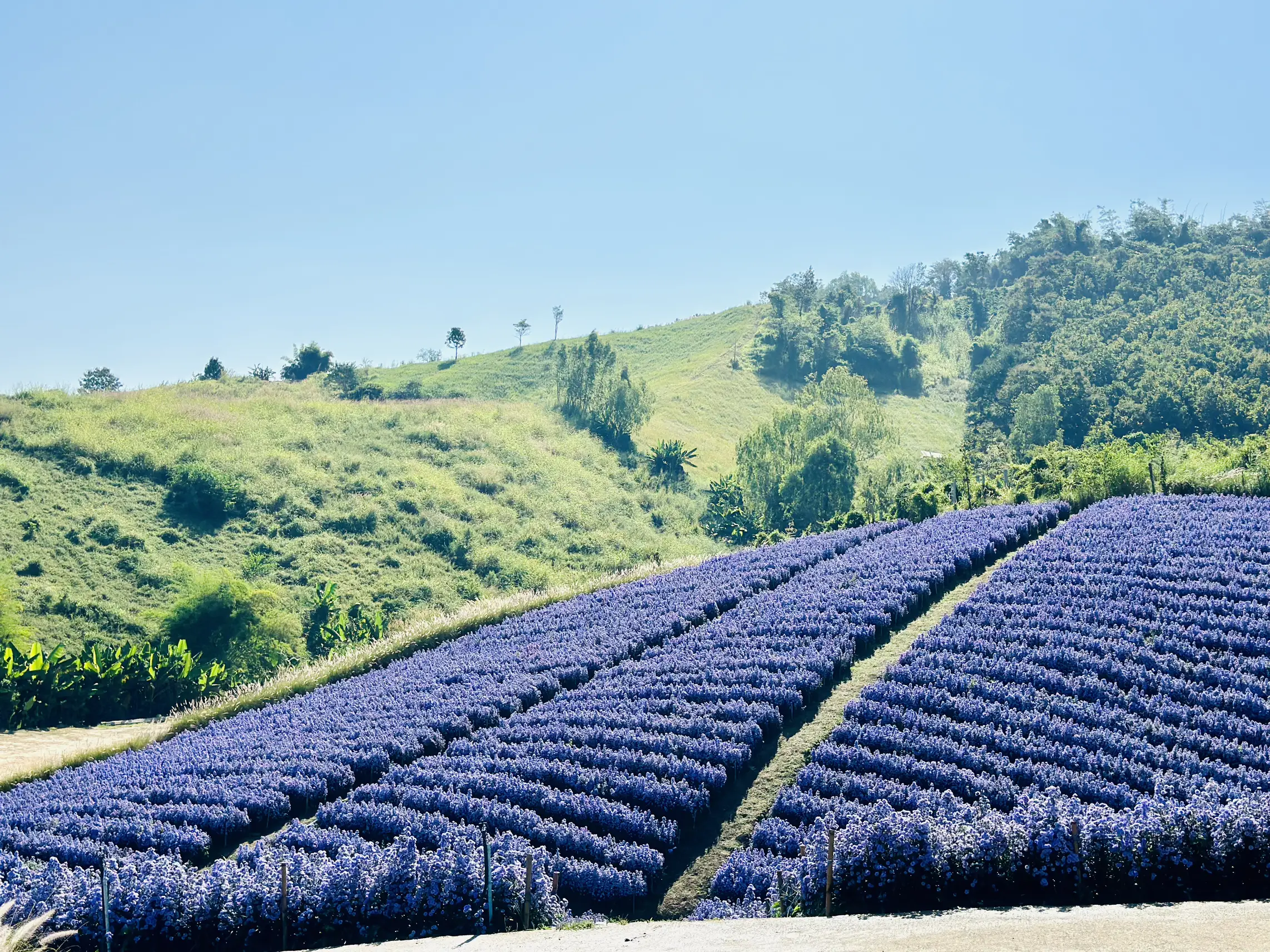 ไฮเดรนเยีย คาเฟ่ เขาค้อ - Hydrangea Cafe 🌷💐 | แกลเลอรีที่โพสต์โดย PUE PTM | Lemon8
