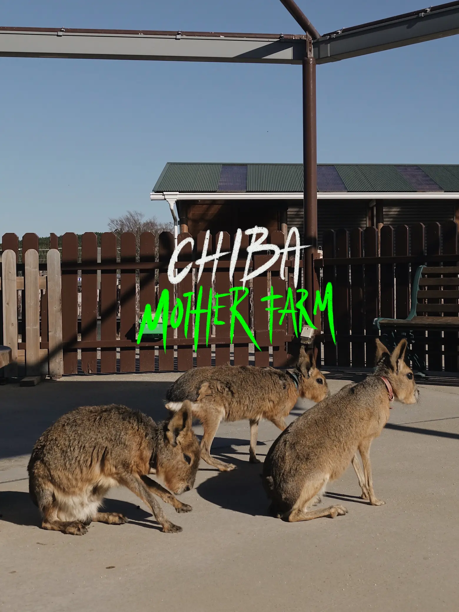 🐴 ANIMAL FARM IN JAPAN’S COUNTRYSIDE 🐄 | Gallery posted by Ethan Chan ...