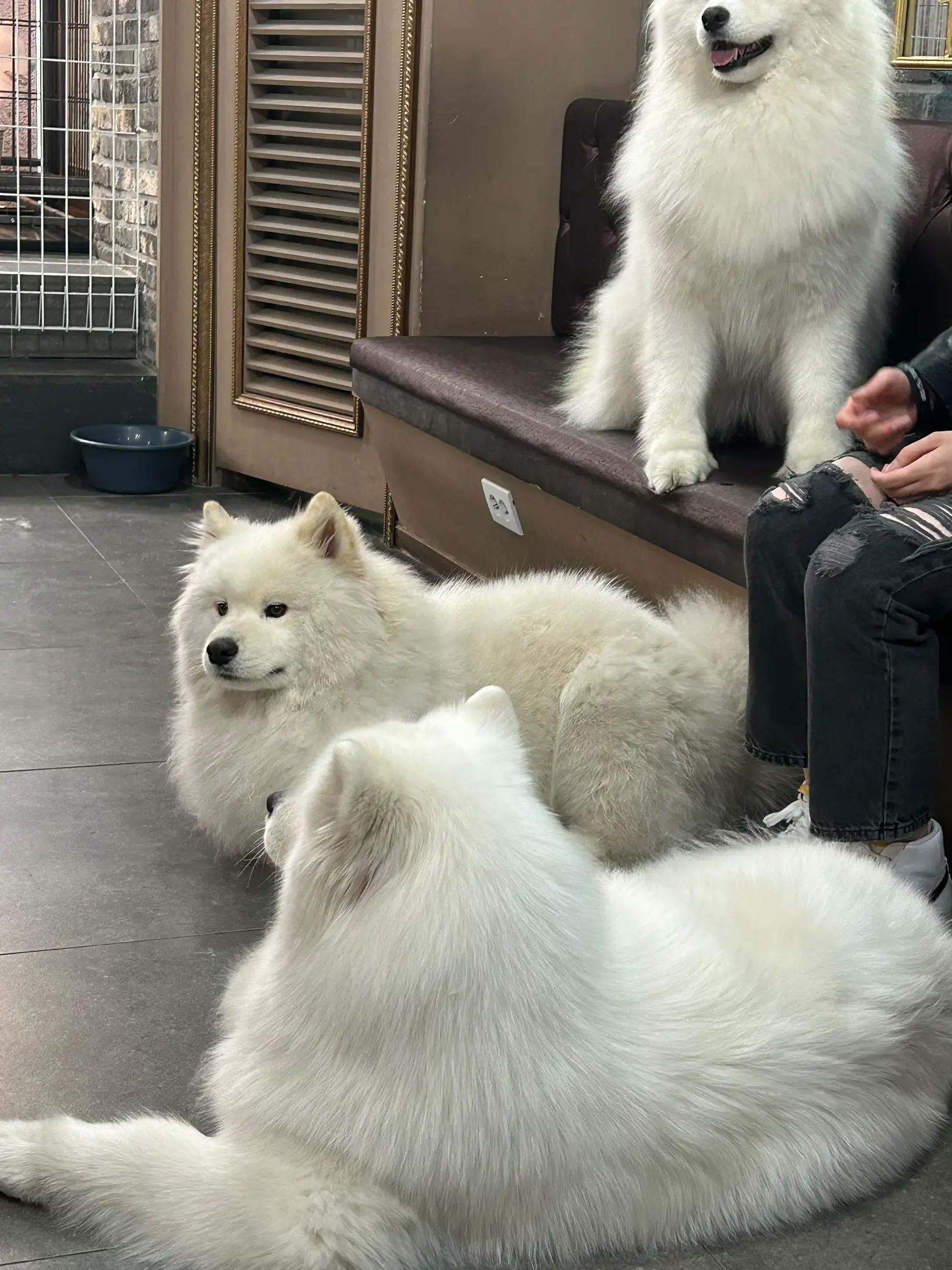 You MUST visit this SAMOYED CAFE in HONGDAE 🇰🇷 | Gallery posted by yi ...