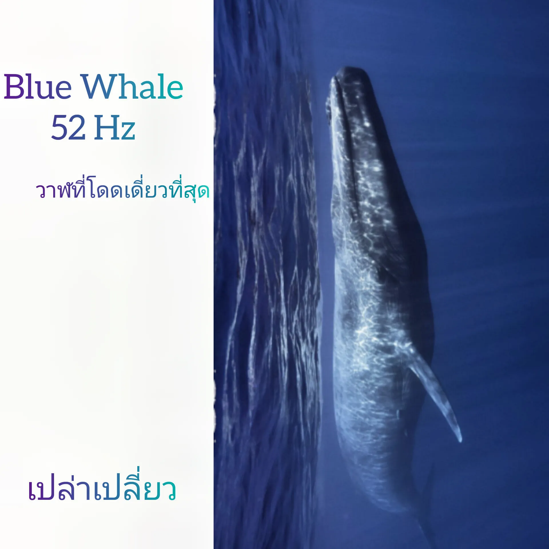 20 ไอเดียยอดนิยมเกี่ยวกับ รอยสักรูปวาฬ 52 Hz ในปี 2024