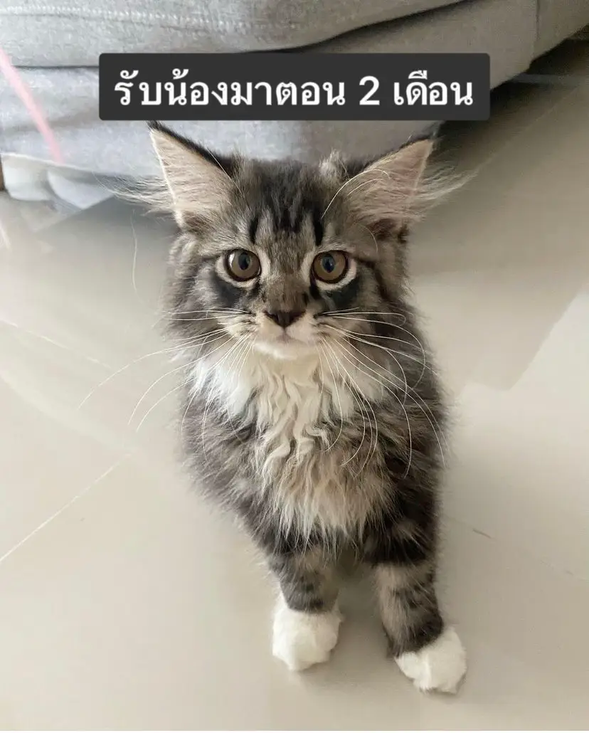 เลี้ยงแมวครั้งแรกในชีวิต 🐈‍⬛ | แกลเลอรีที่โพสต์โดย tipmanee | Lemon8