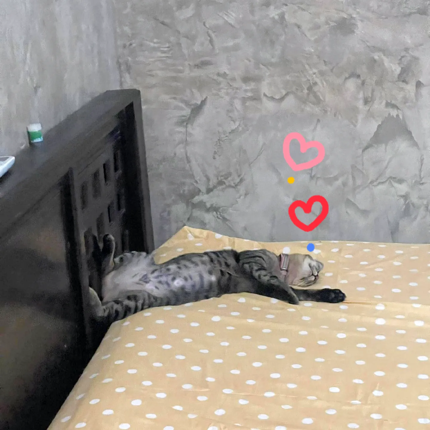 Tiny Liu | Gallery posted by 🐈‍⬛ Meow🐈‍⬛ | Lemon8