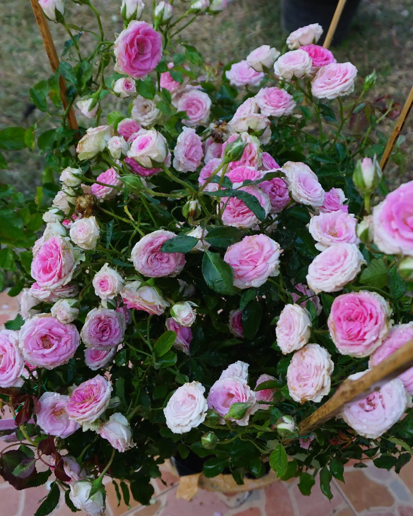 Mini Eden Rose🌹 | แกลเลอรีที่โพสต์โดย NatchayaRurngwa | Lemon8