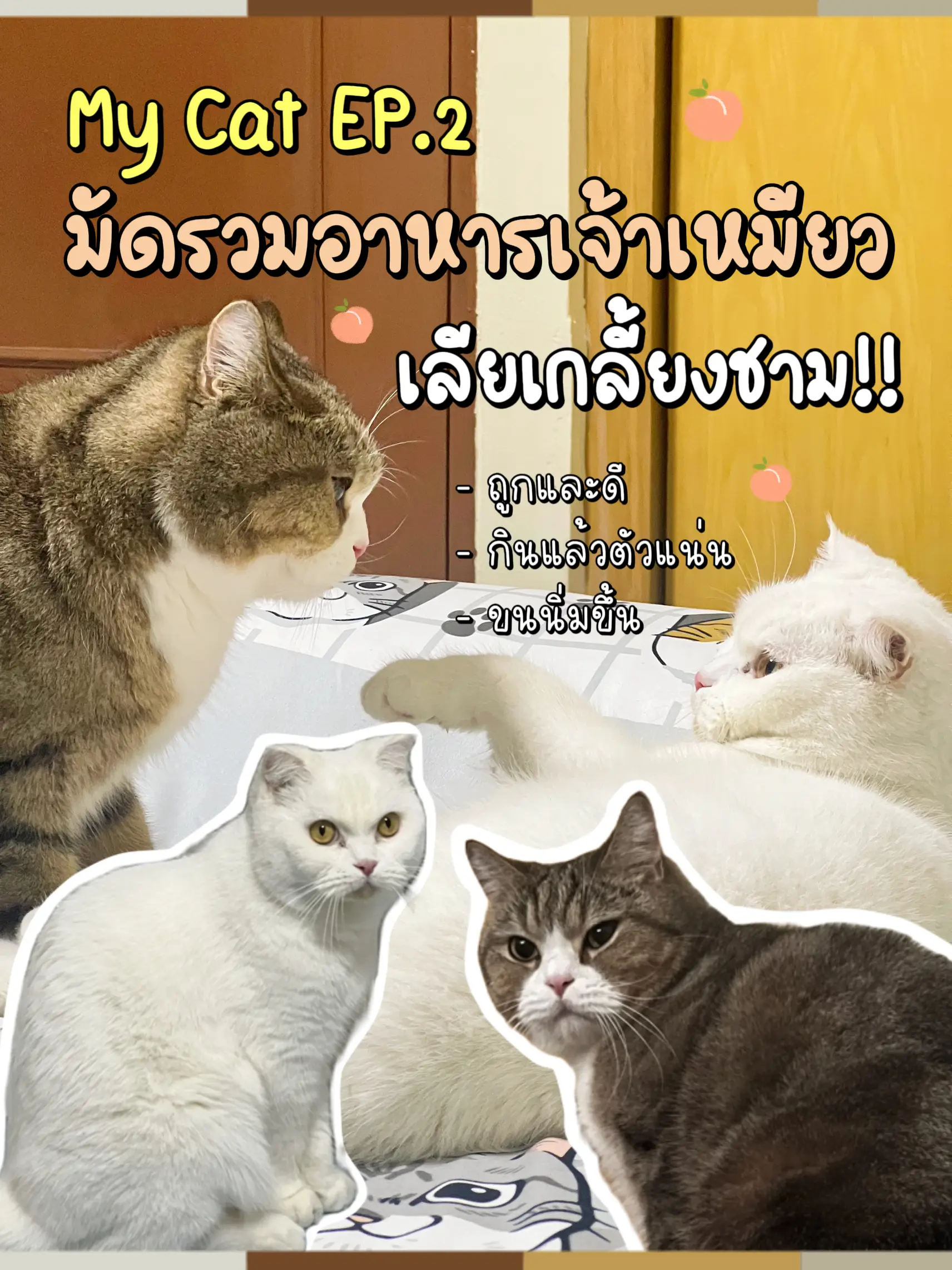 My Cat EP.2 : มัดรวมอาหารเจ้าเหมียว สุขภาพดี ตัวแน่นตั๊บ😋 | แกลเลอรีที่โพสต์โดย ไก่ดอนชอบรีวิว ...