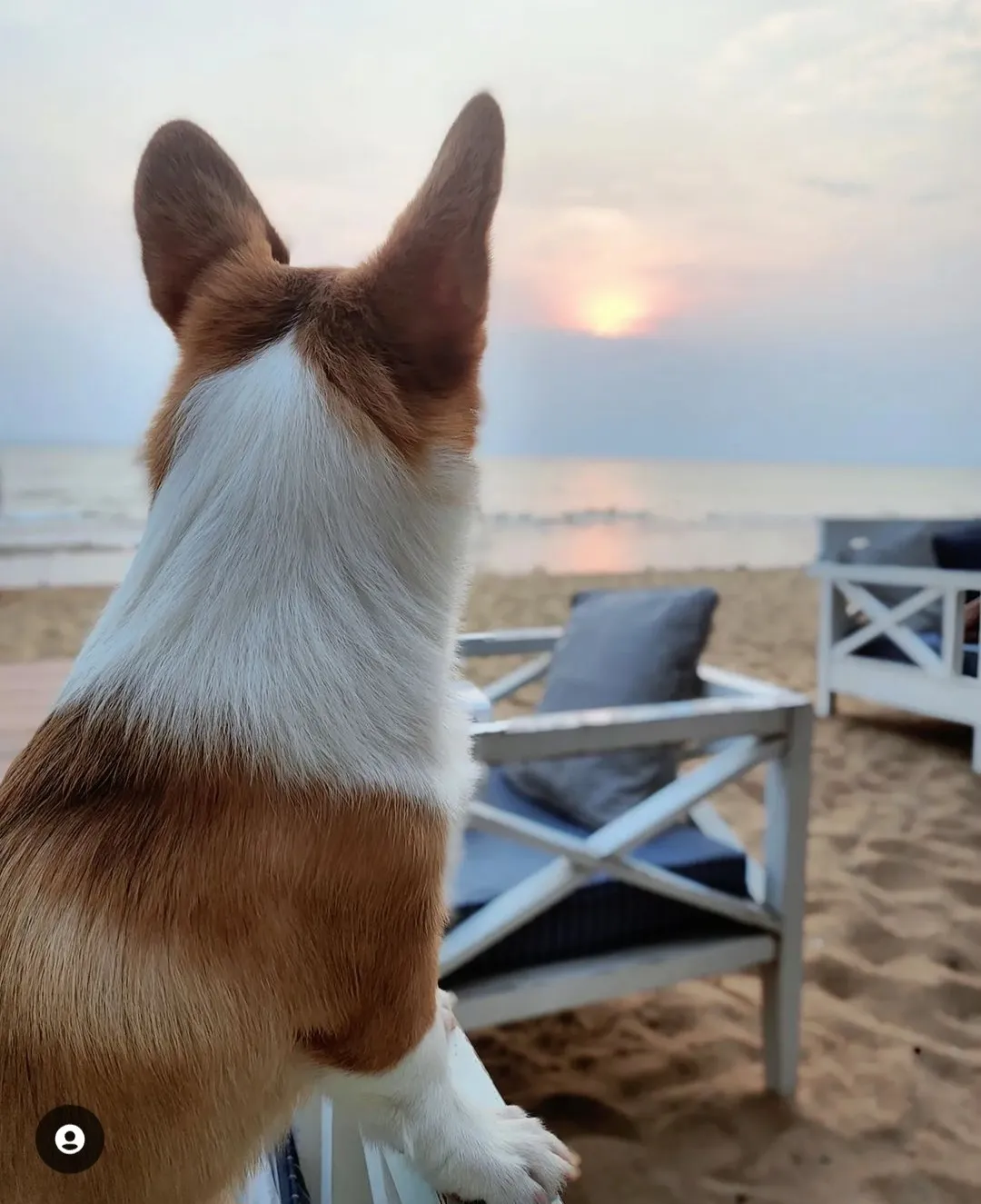 🐕🏖ร้านอาหาร Pet Friendly@Glass House BOHO Pattaya | แกลเลอรีที่โพสต์โดย ...