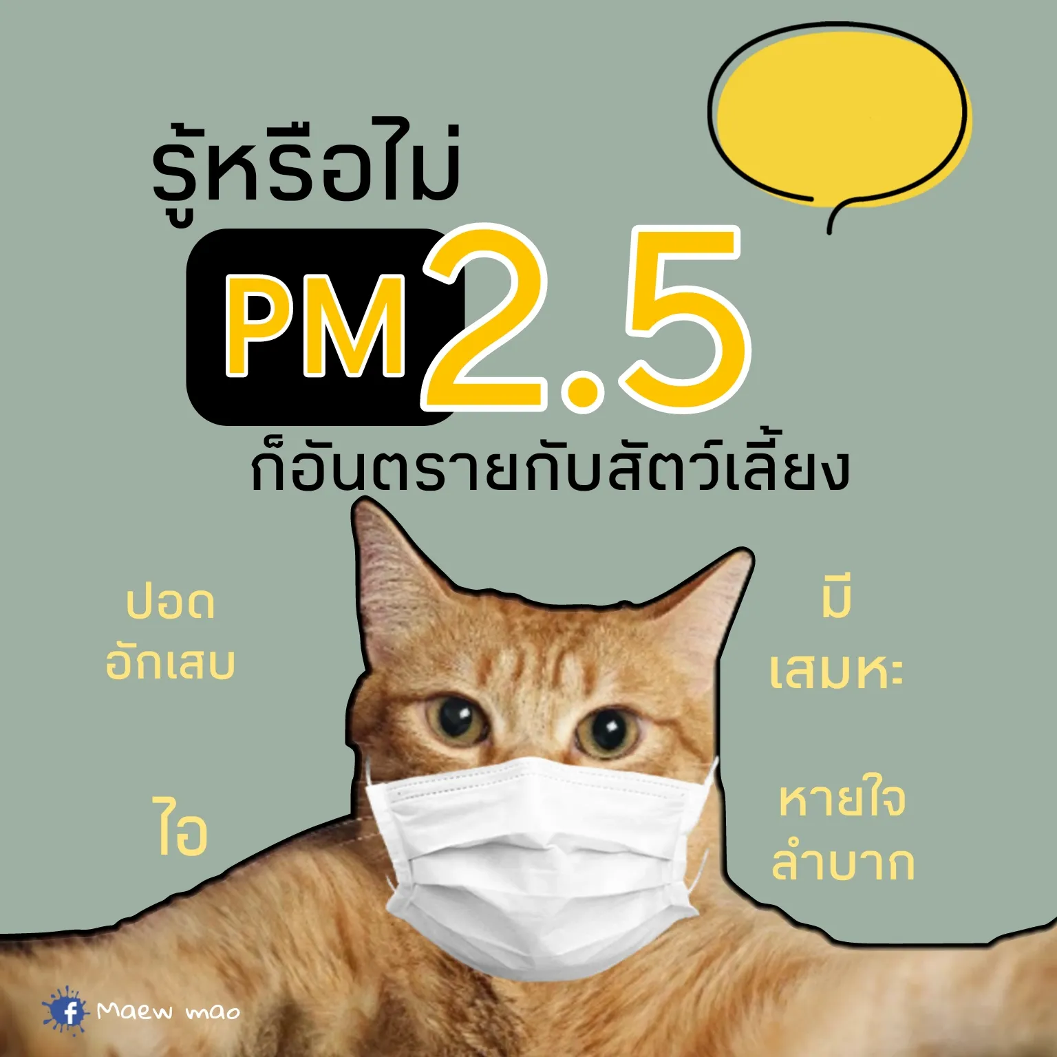 ฝุ่น PM2.5 มีผลกระทบต่อสัตว์เลี้ยงกว่าที่คิด | แกลเลอรีที่โพสต์โดย Kanyarat Iris P | Lemon8