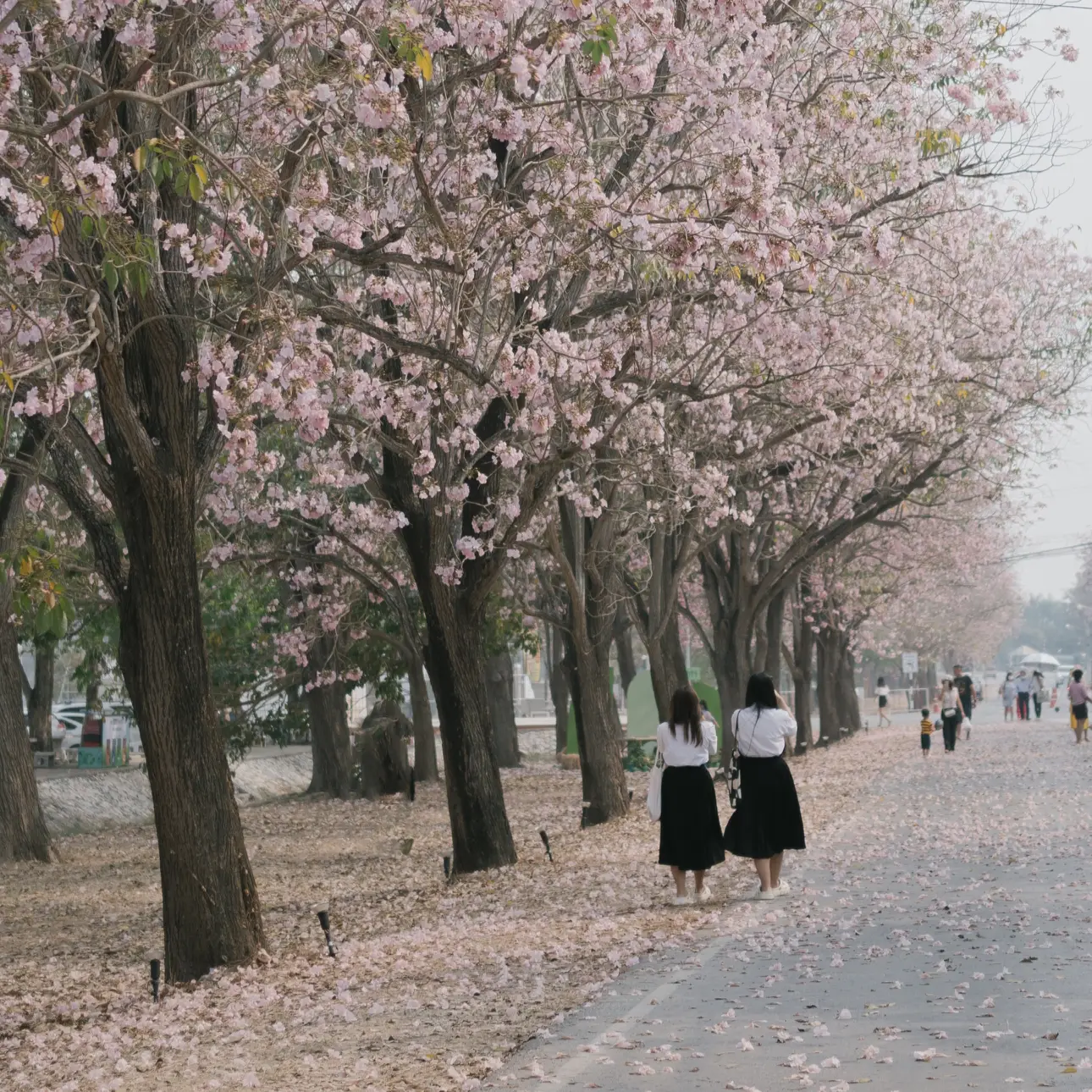 ชมพูพันธุ์ทิพย์ #กำแพงแสน 2023 🌸🍃 | แกลเลอรีที่โพสต์โดย lbzero | Lemon8