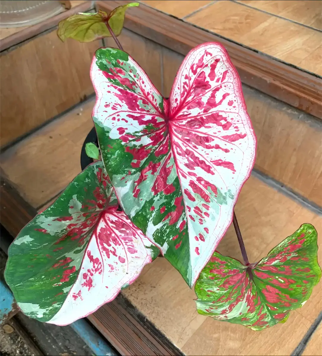 เศรษฐีพันล้าน | วิดีโอที่เผยแพร่โดย Lin Yong | Lemon8