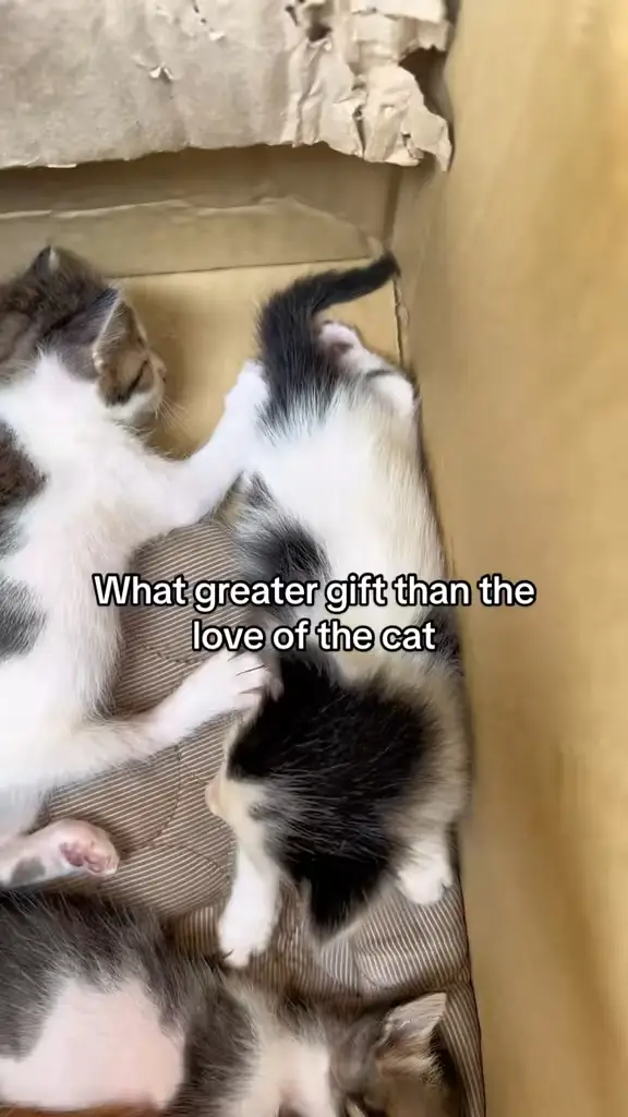 Cat loves never lies | Video diterbitkan oleh KUCING MAJIKANQ | Lemon8