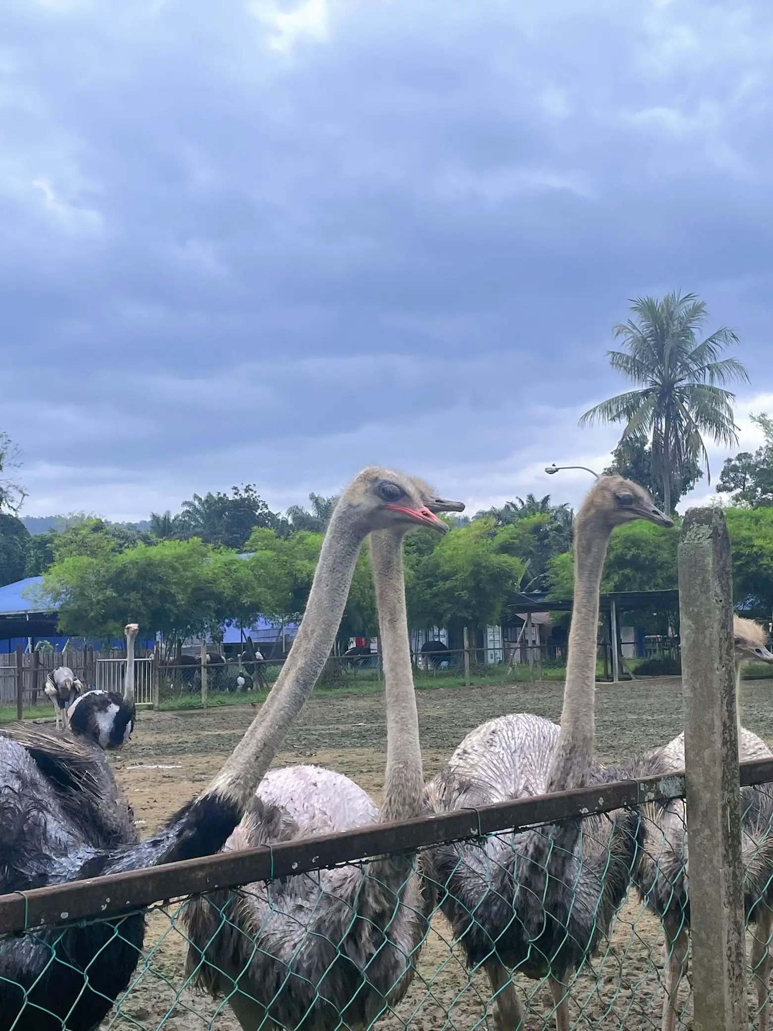 Hidden ostrich Farm in semenyih | Galeri diposting oleh Yeeyelim | Lemon8