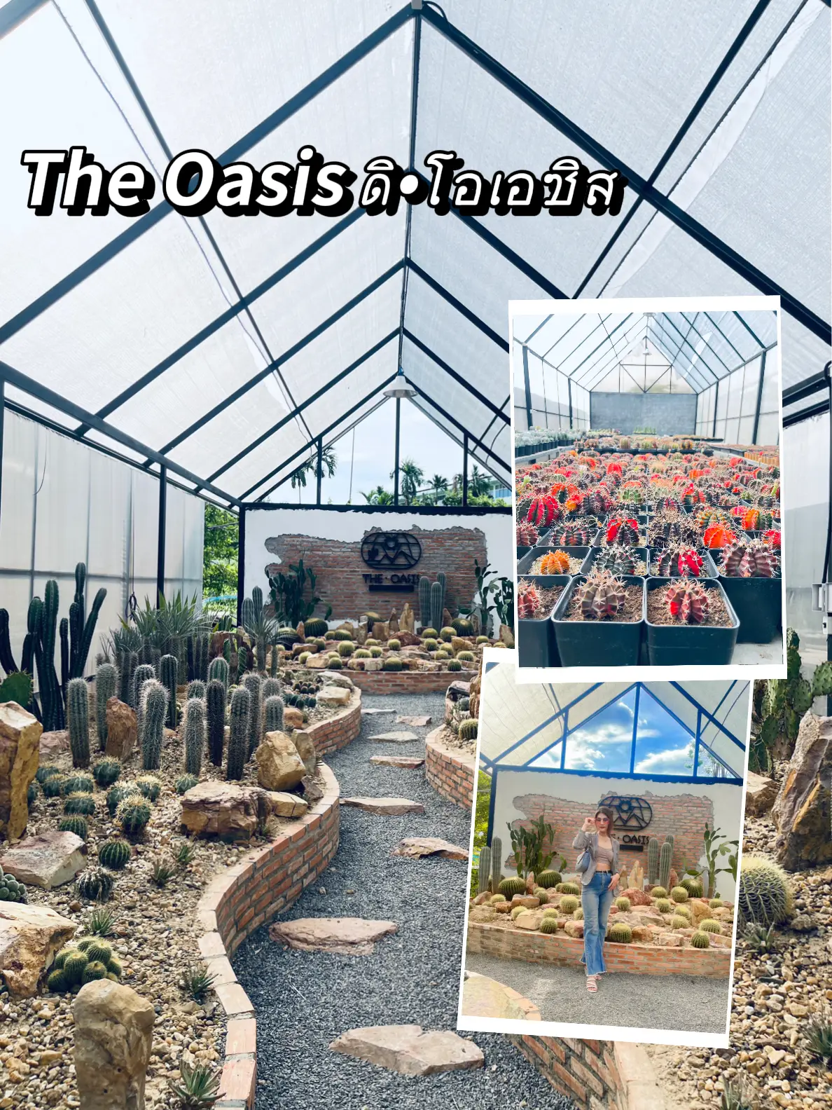 🏜ที่ The • Oasis 🌵 The Oasis ดิ•โอเอซิส | วิดีโอที่เผยแพร่โดย อยาก ...