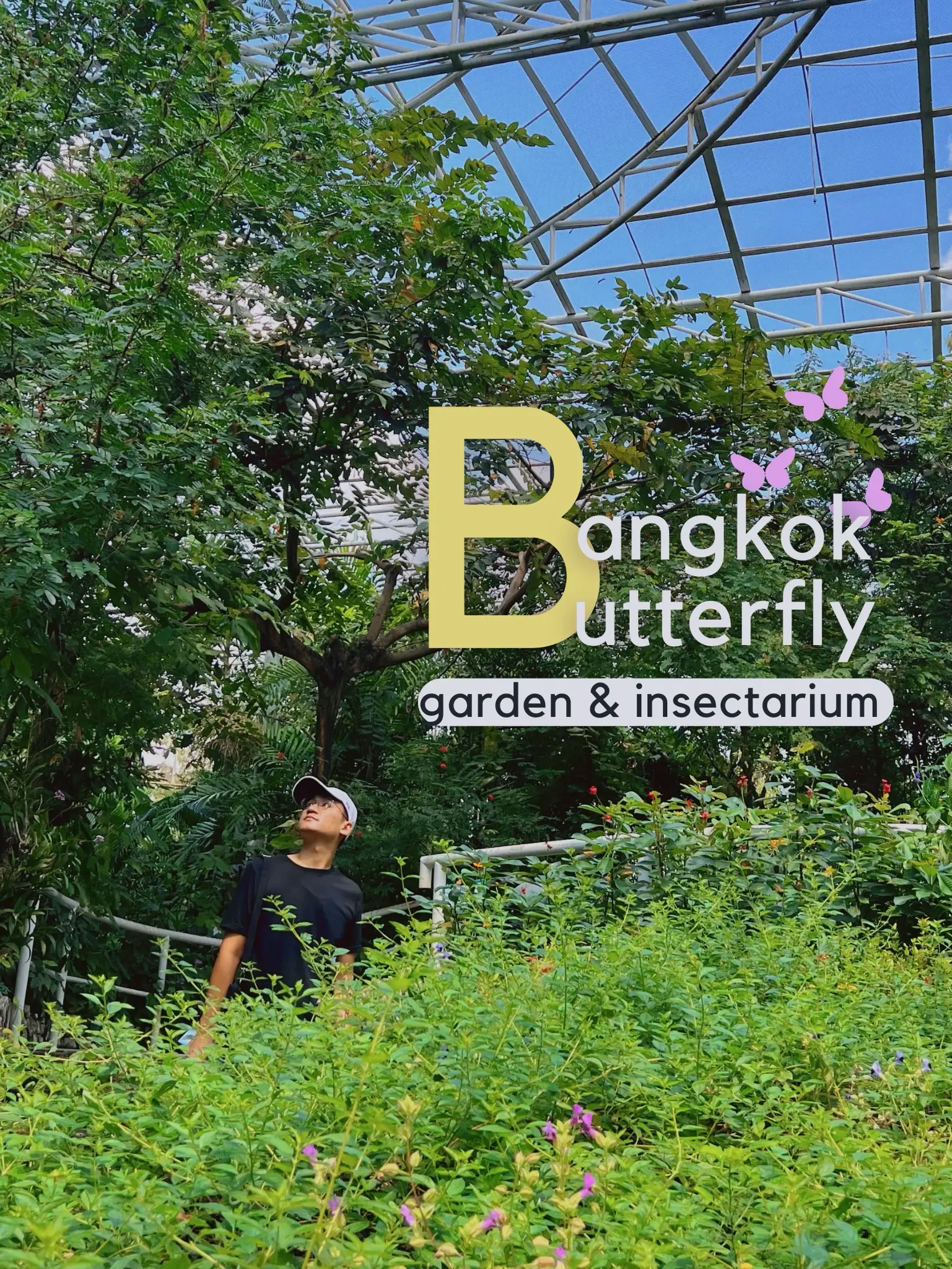 butterfly garden - การค้นหาใน Lemon8