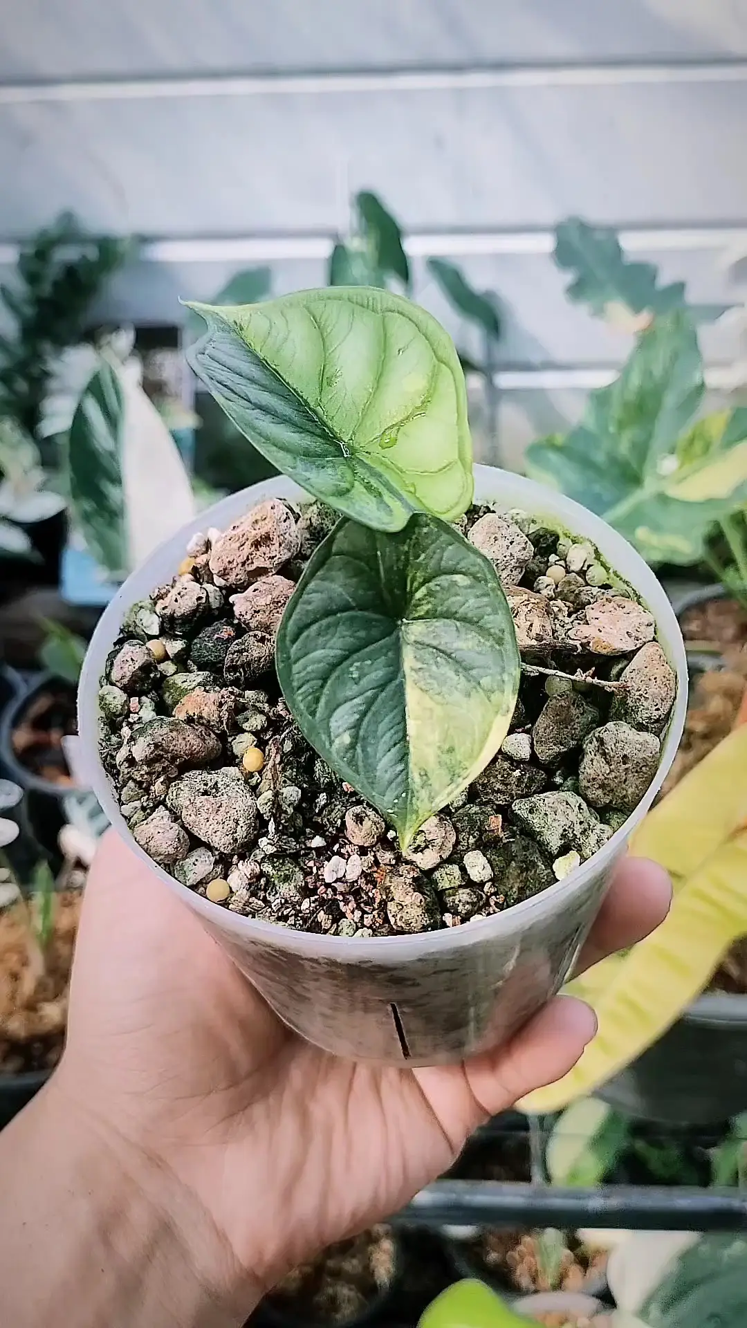 ALOCASIA SILVER DRAGON AUREA | Video published by Semmy Plant | Lemon8