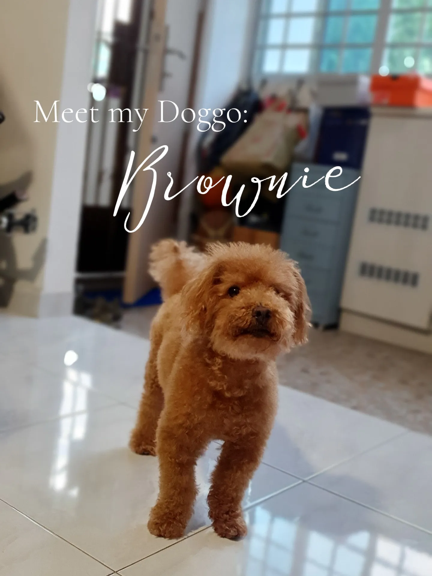 Meet My Pet Doggo!! 🐶 | Gallery posted by yi xuan | Lemon8