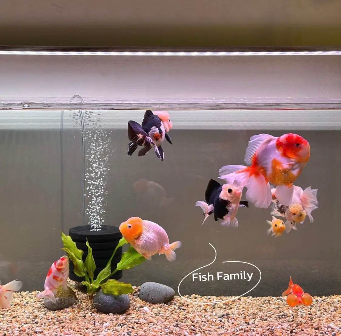 เลี้ยงปลาน่ารัก🐠🐟 | แกลเลอรีที่โพสต์โดย Khun Kratai | Lemon8