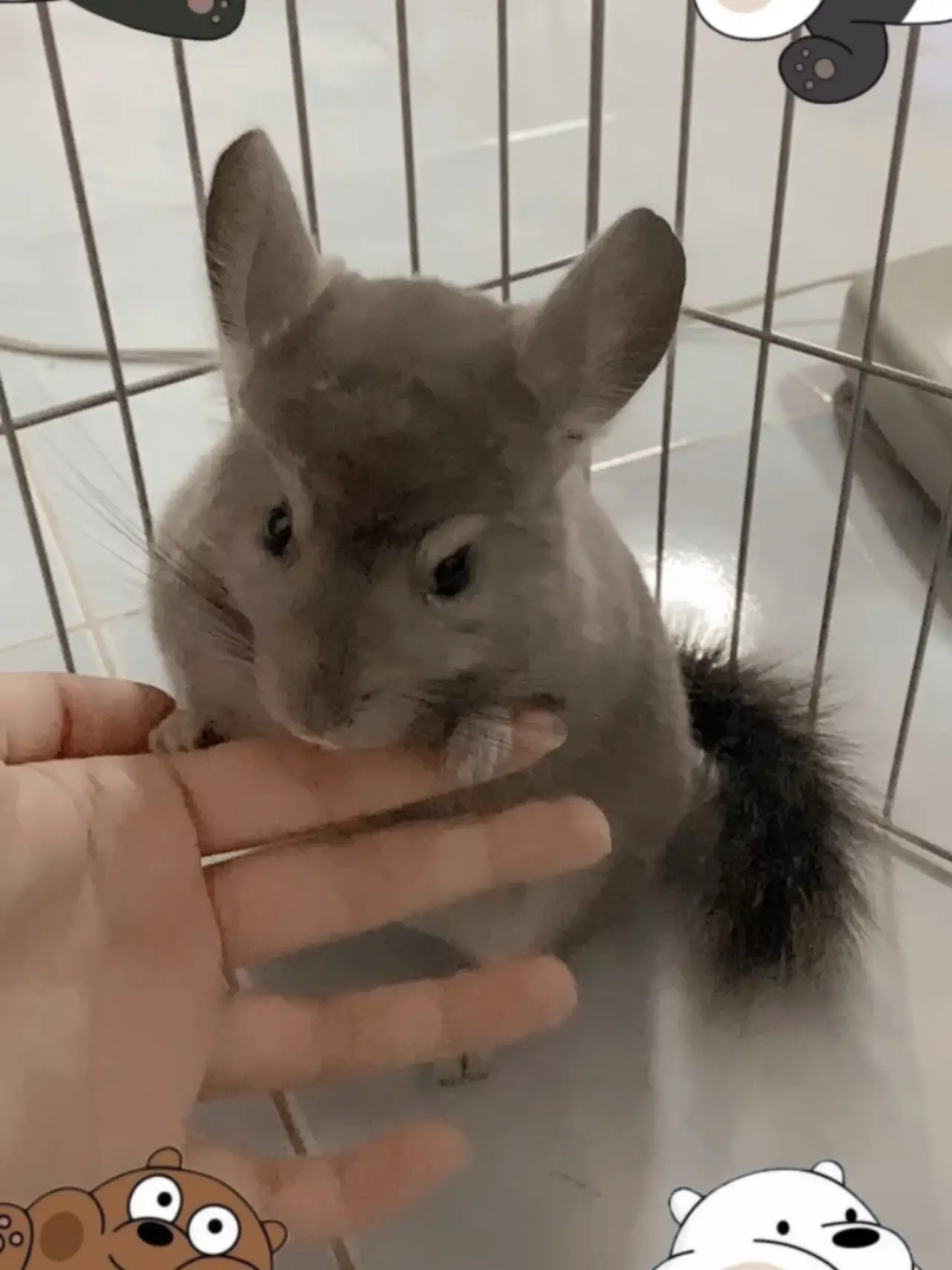 Review of Life's First Pet, Chinchilla, The Softest Fur Animal in the ...
