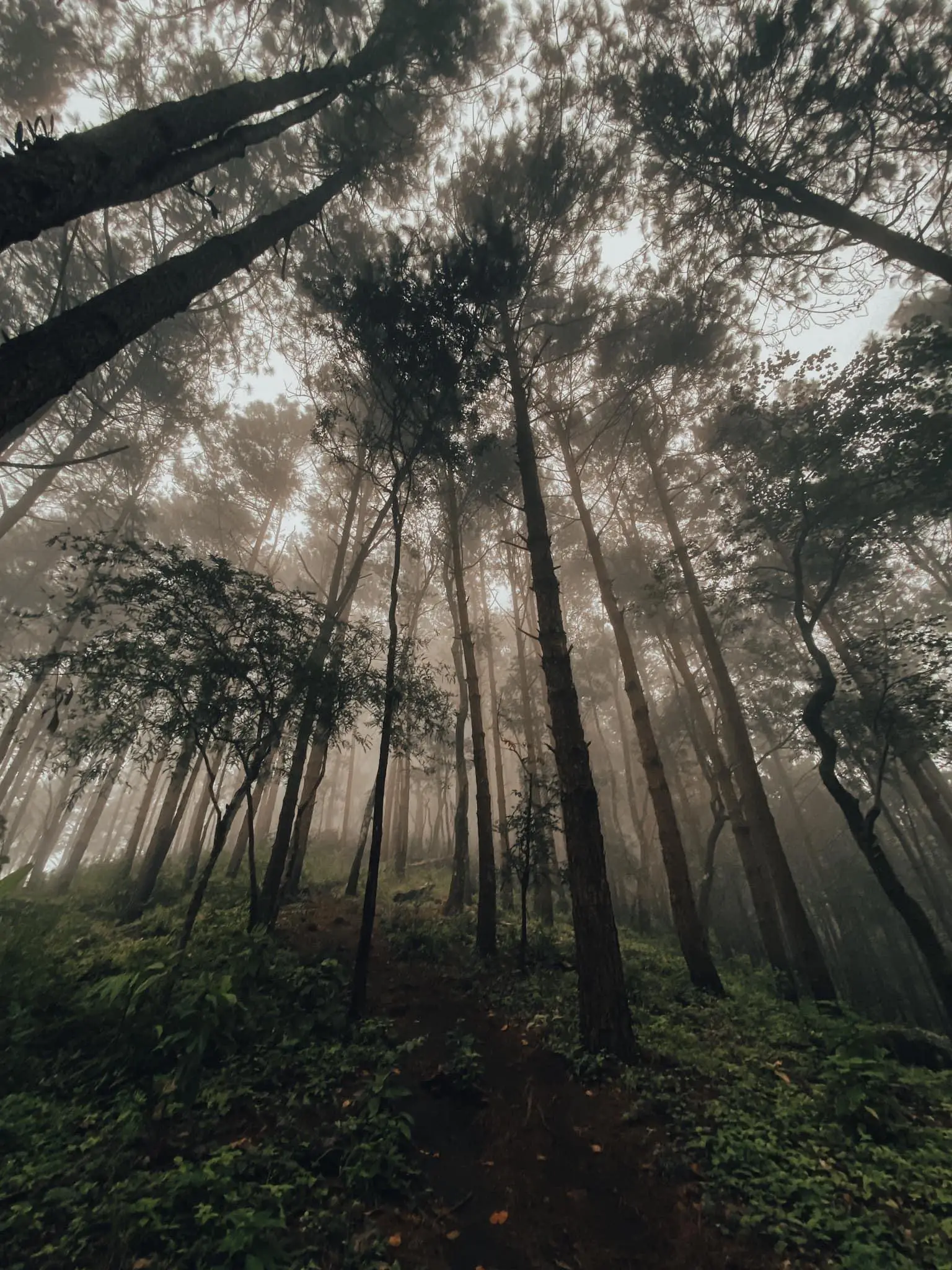 ดอยผาสามเหลี่ยม เดินง่าย ป่าสวย | แกลเลอรีที่โพสต์โดย Nit Niramon | Lemon8