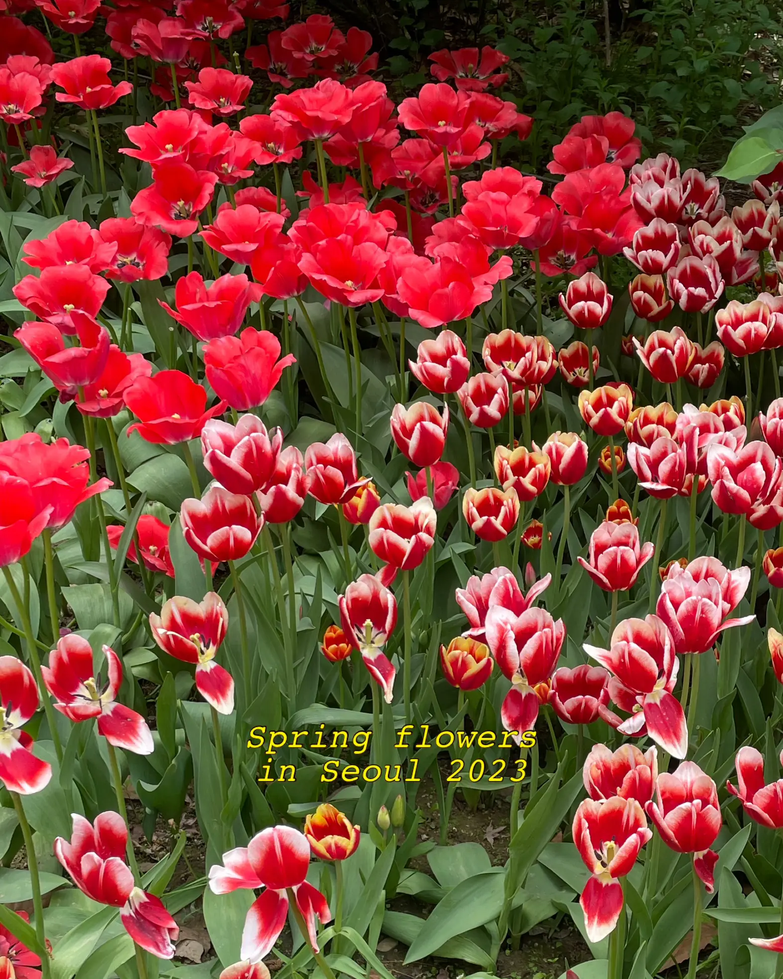 Springblooms - การค้นหาใน Lemon8