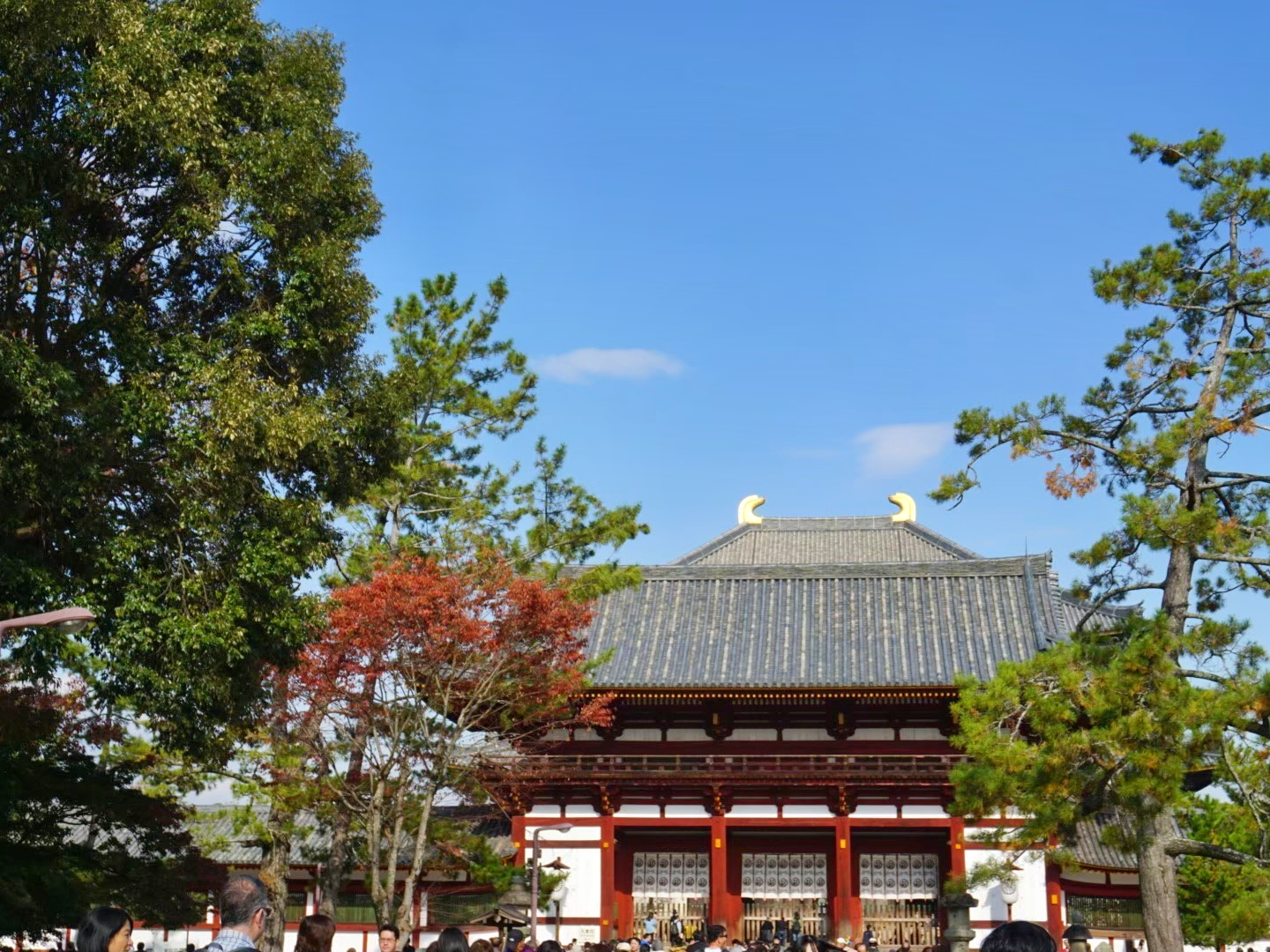 Nara 《♡ที่มีแต่กวางน่ารัก♡》 | แกลเลอรีที่โพสต์โดย PlariPari | Lemon8