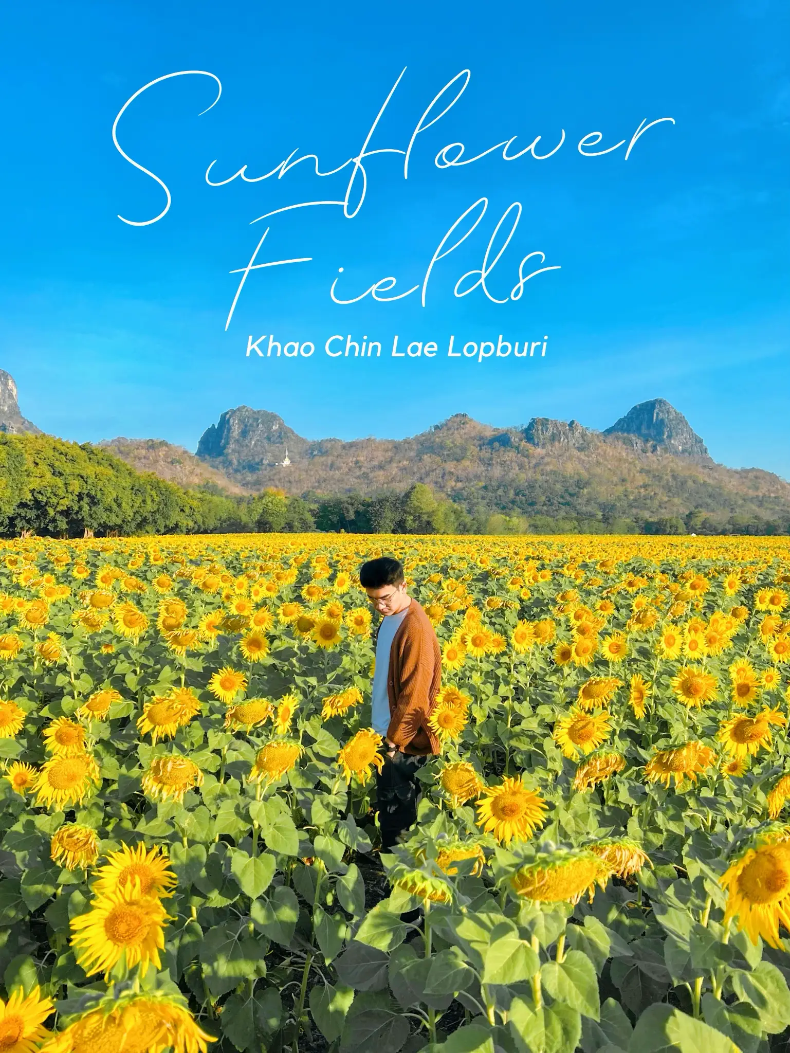 🌻 พาเที่ยวทุ่งทานตะวันใหญ่ที่สุดในลพบุรี | แกลเลอรีที่โพสต์โดย titlemeta | Lemon8