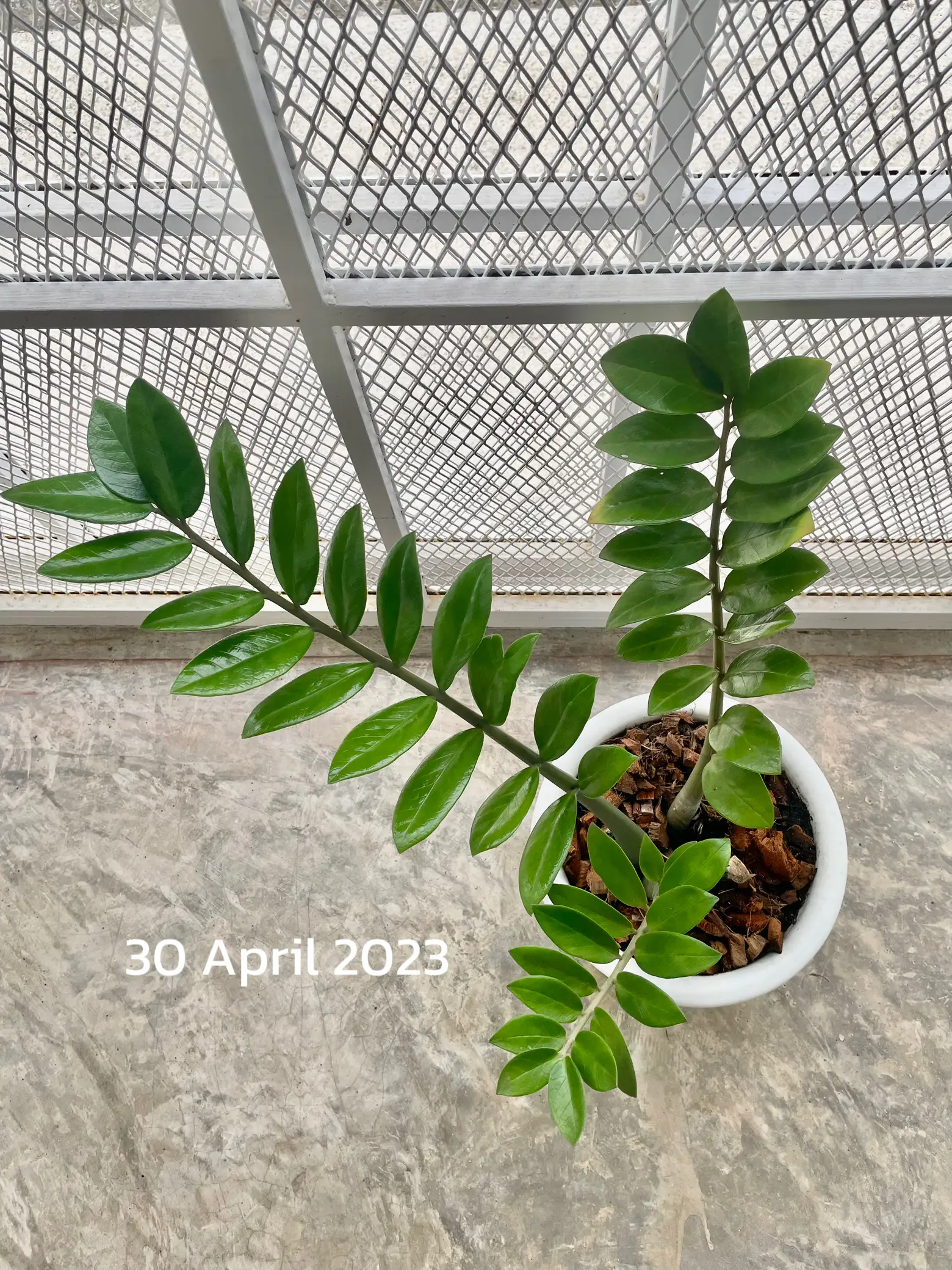 กวักมรกต เลี้ยงง่าย เรียกทรัพย์ 🌿 | แกลเลอรีที่โพสต์โดย lllkkk | Lemon8