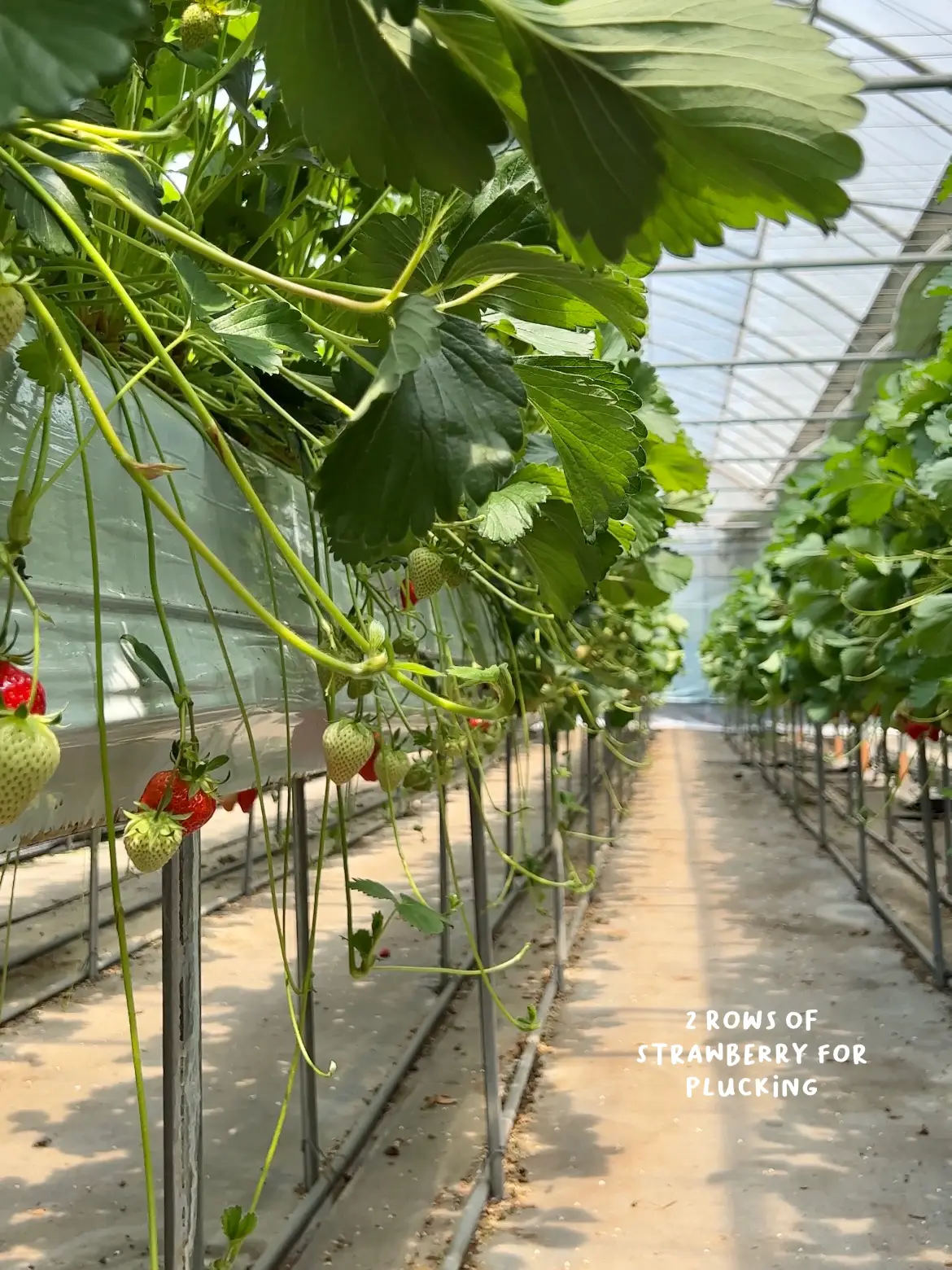 Flower Garden Strawberry Farm Korea | Best Flower Site