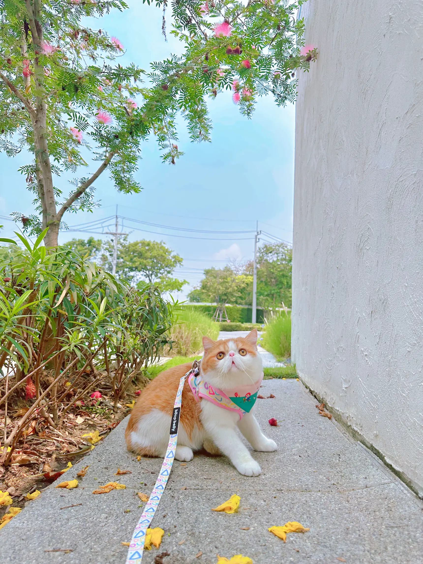 พาเด็กอ้วนเดินเล่นสวน ชอบใหญ่เลยน๊า | แกลเลอรีที่โพสต์โดย Kamuu | Lemon8