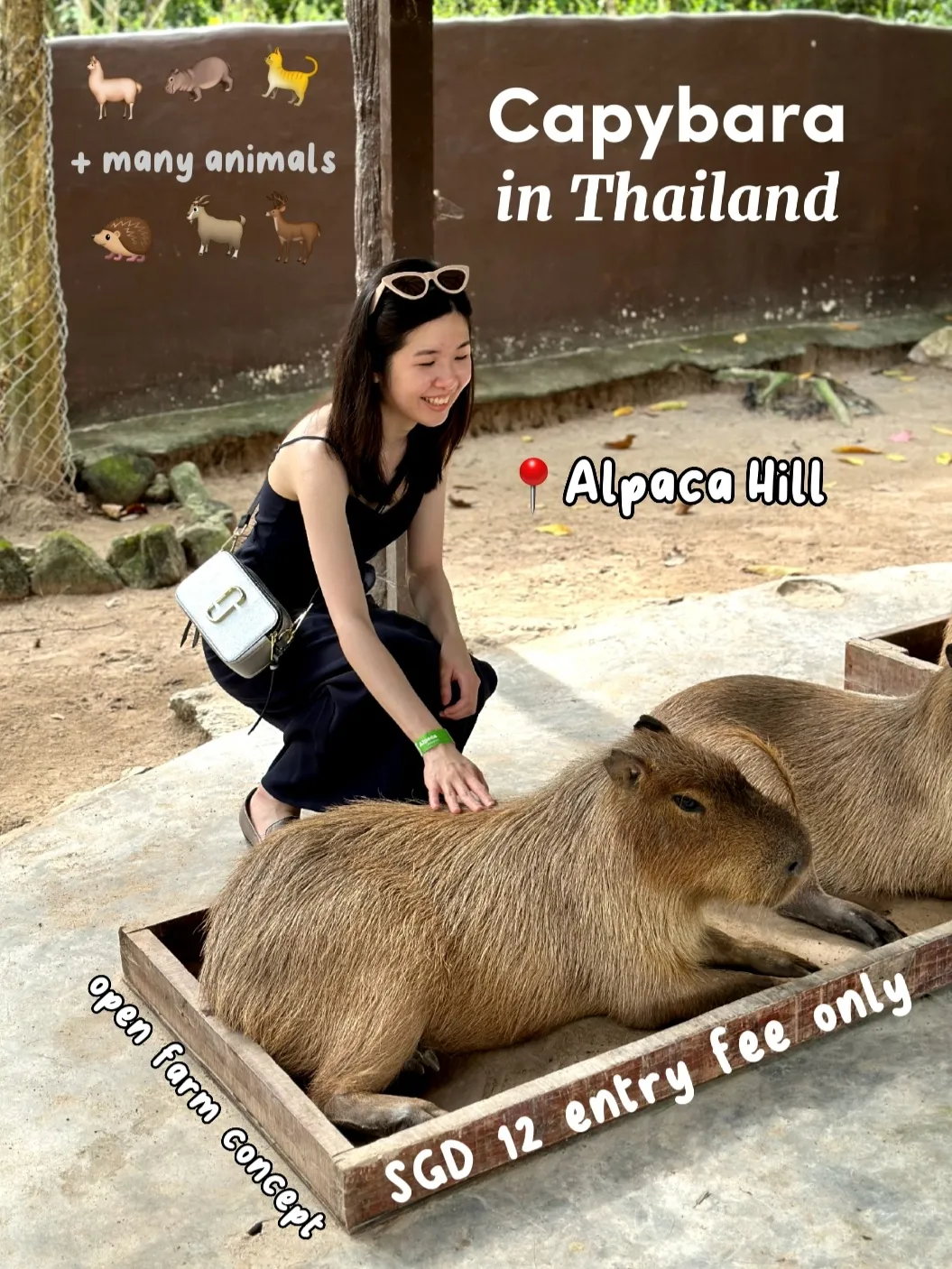 capybarabangkok - Lemon8 Search