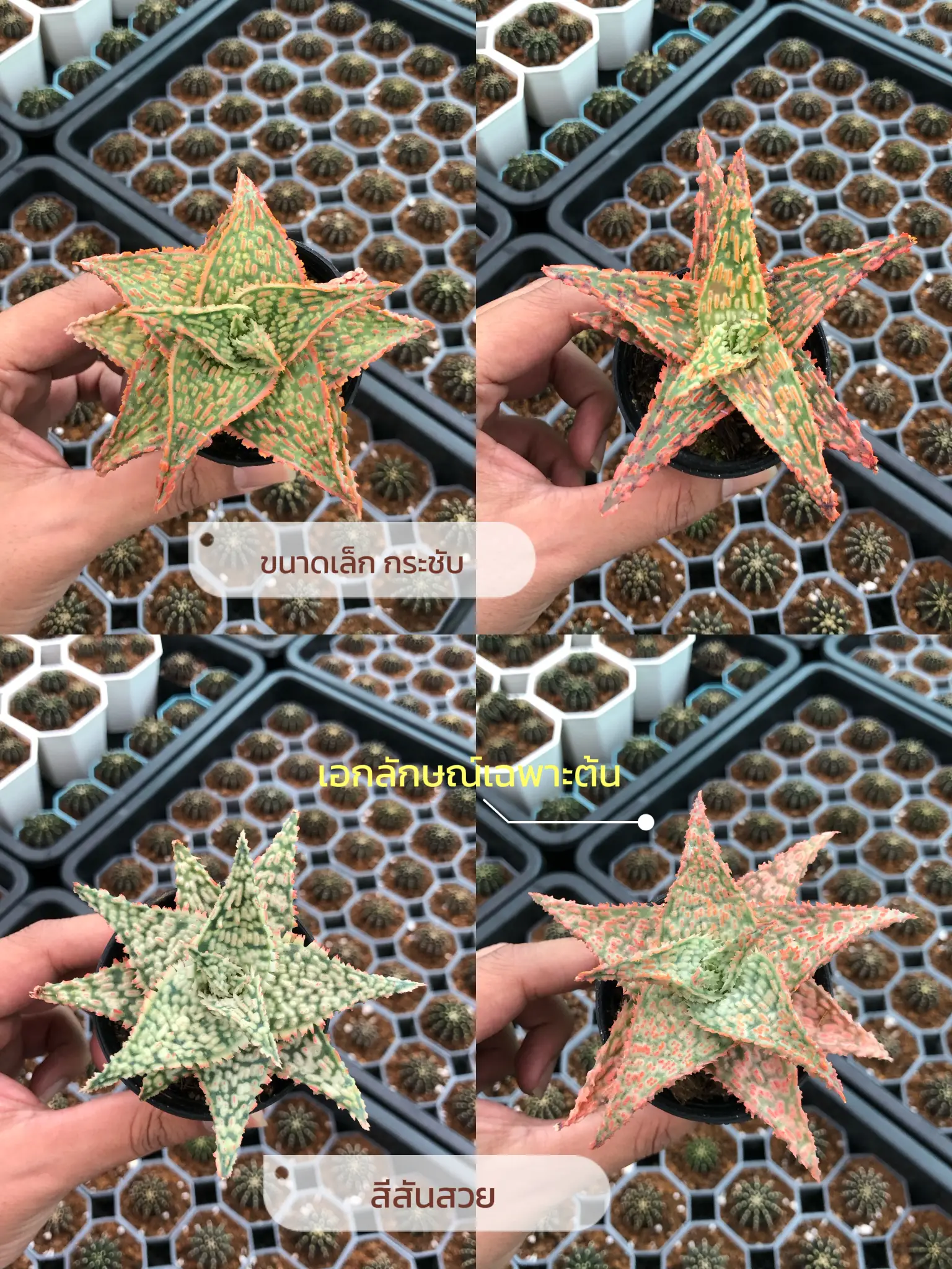 มอบ Aloe hybrid ให้คนที่เรารัก! | แกลเลอรีที่โพสต์โดย Middag Cactus | Lemon8