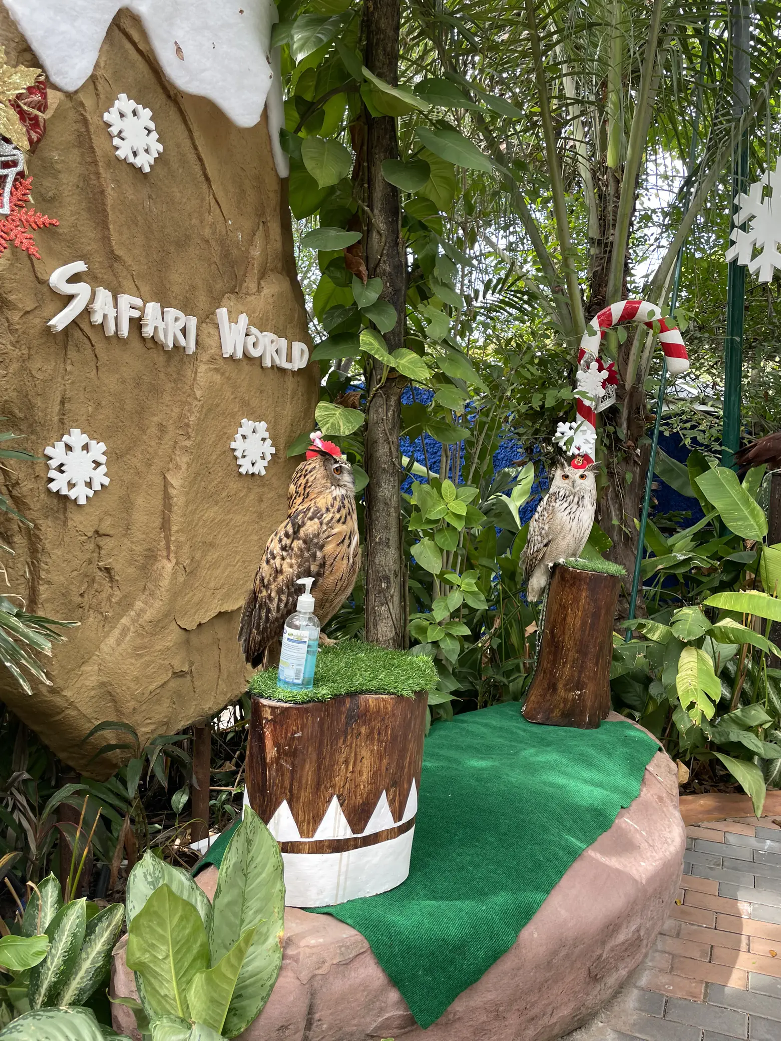 สิ่งที่ควรรู้ก่อนไป Safari World 🦒 | แกลเลอรีที่โพสต์โดย Momo | Lemon8