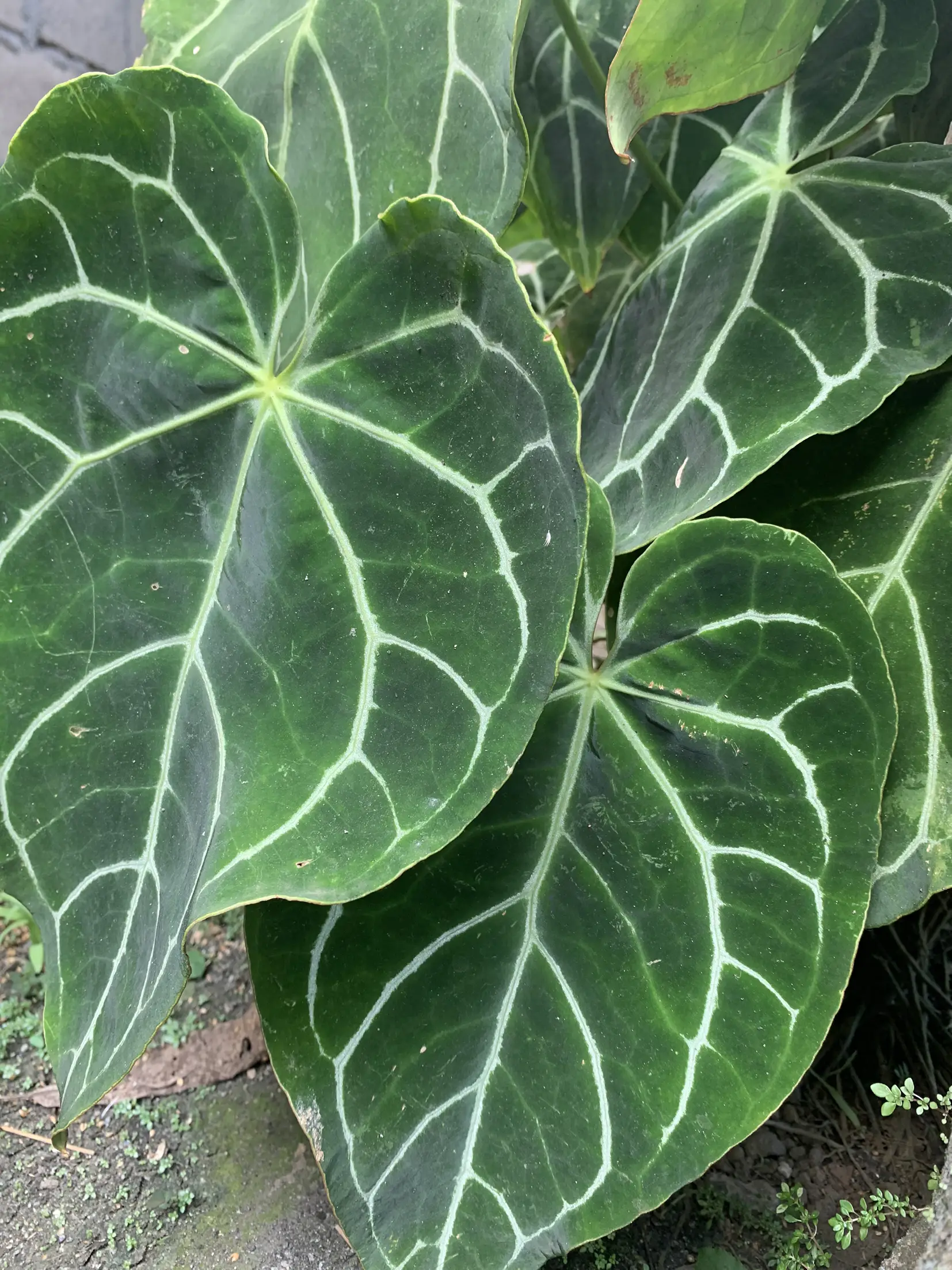 Tanaman iyas | Galeri diposting oleh LiburanKeBali | Lemon8