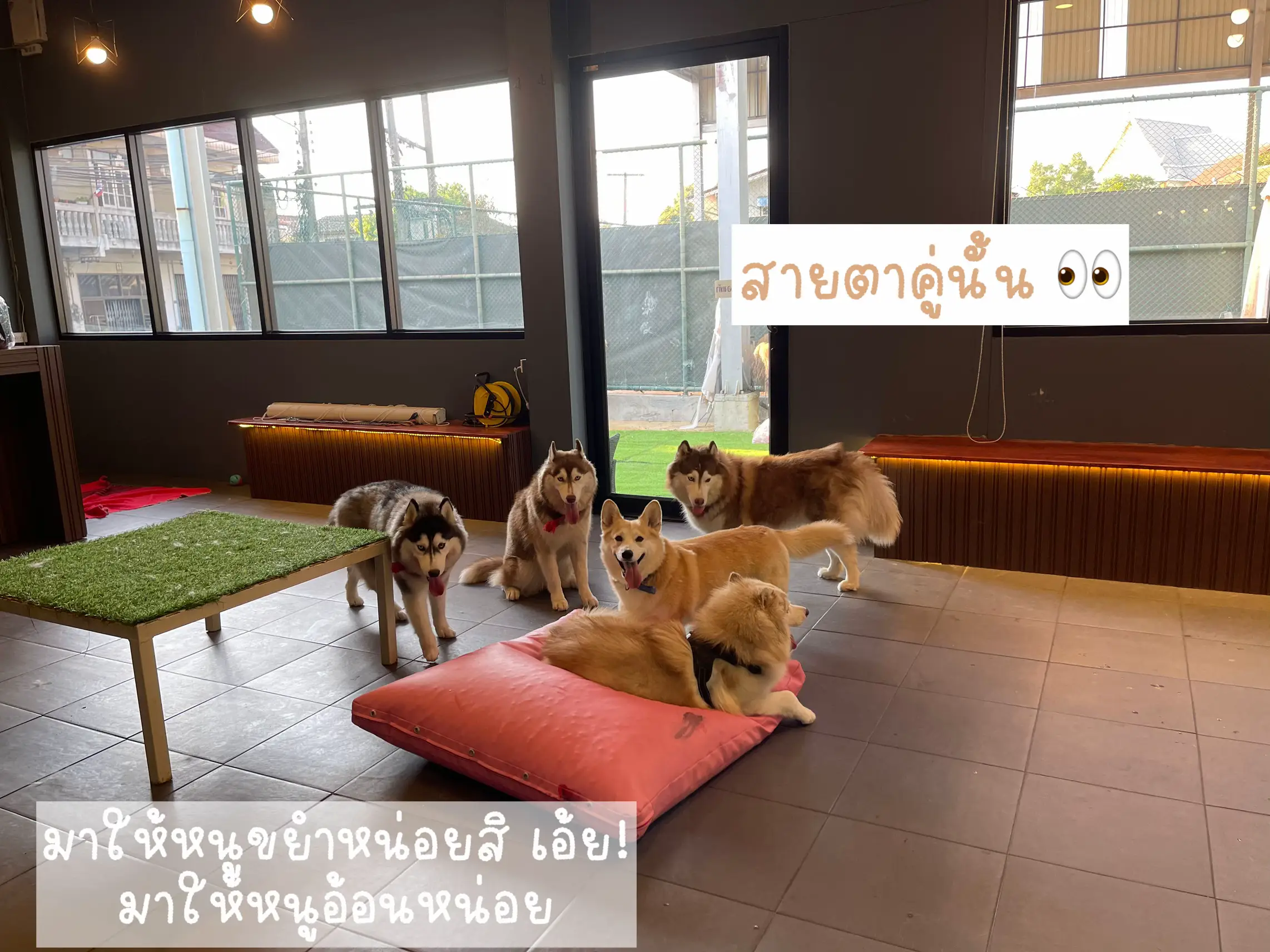 Dog cafe ฉะเชิงเทรา ที่ห้ามพลาด 🐶🐾 | แกลเลอรีที่โพสต์โดย Nat 🌷 | Lemon8