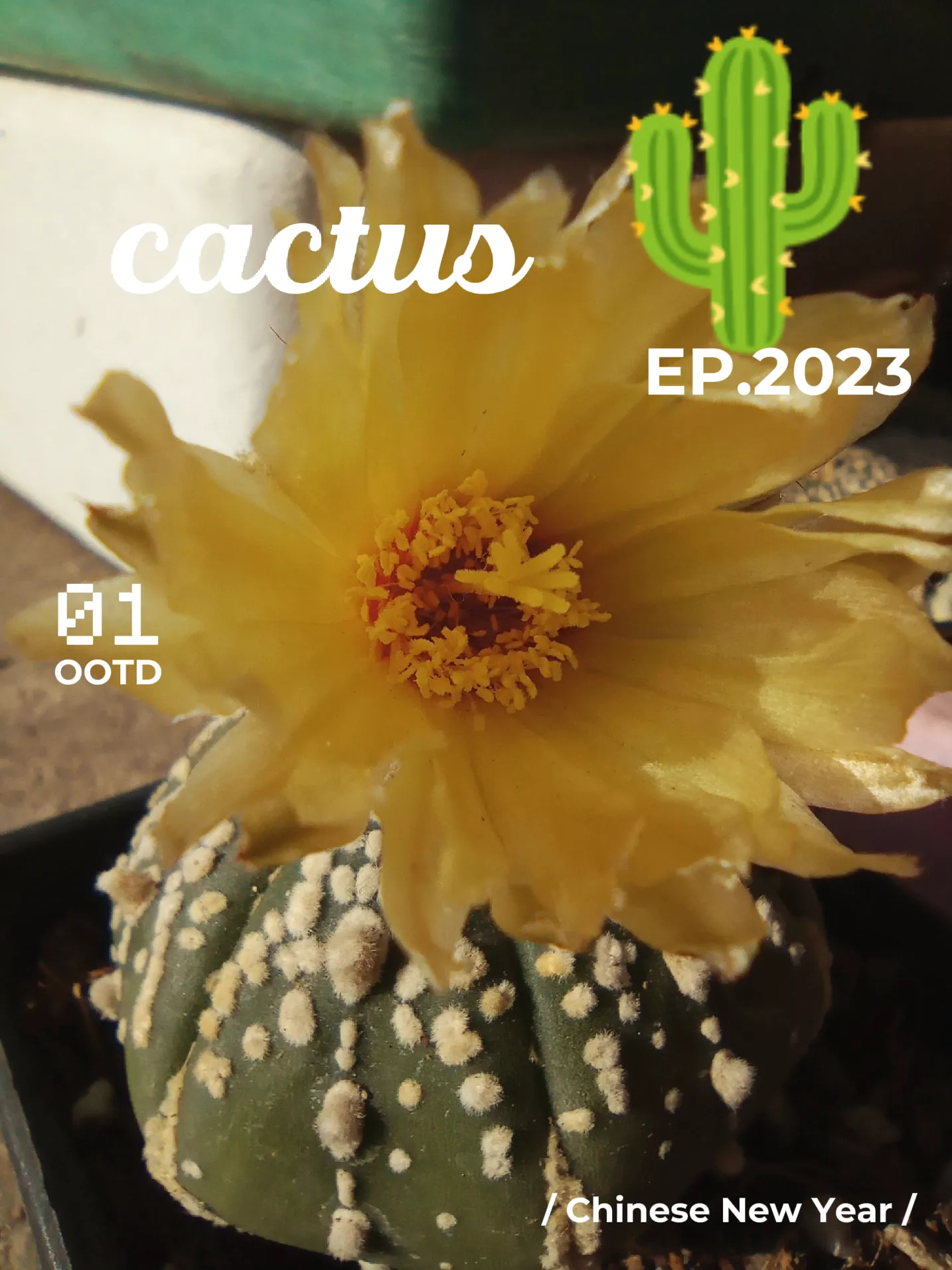 Chinese new year.มีภาพปกให้ใช้สวยๆทั้งนั้นเลย.. | แกลเลอรีที่โพสต์โดย oj cactus | Lemon8