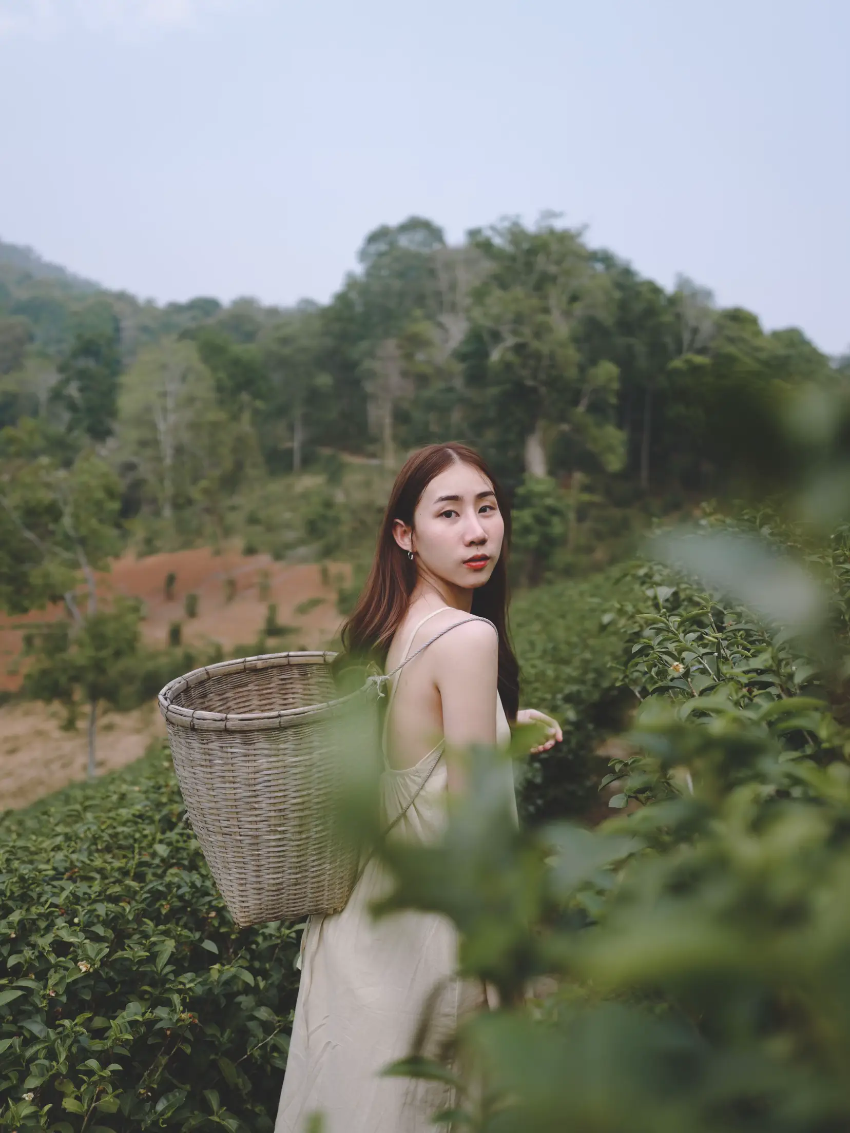 ไปเก็บชากันเตอะะะ🍃 | แกลเลอรีที่โพสต์โดย Pooklook | Lemon8