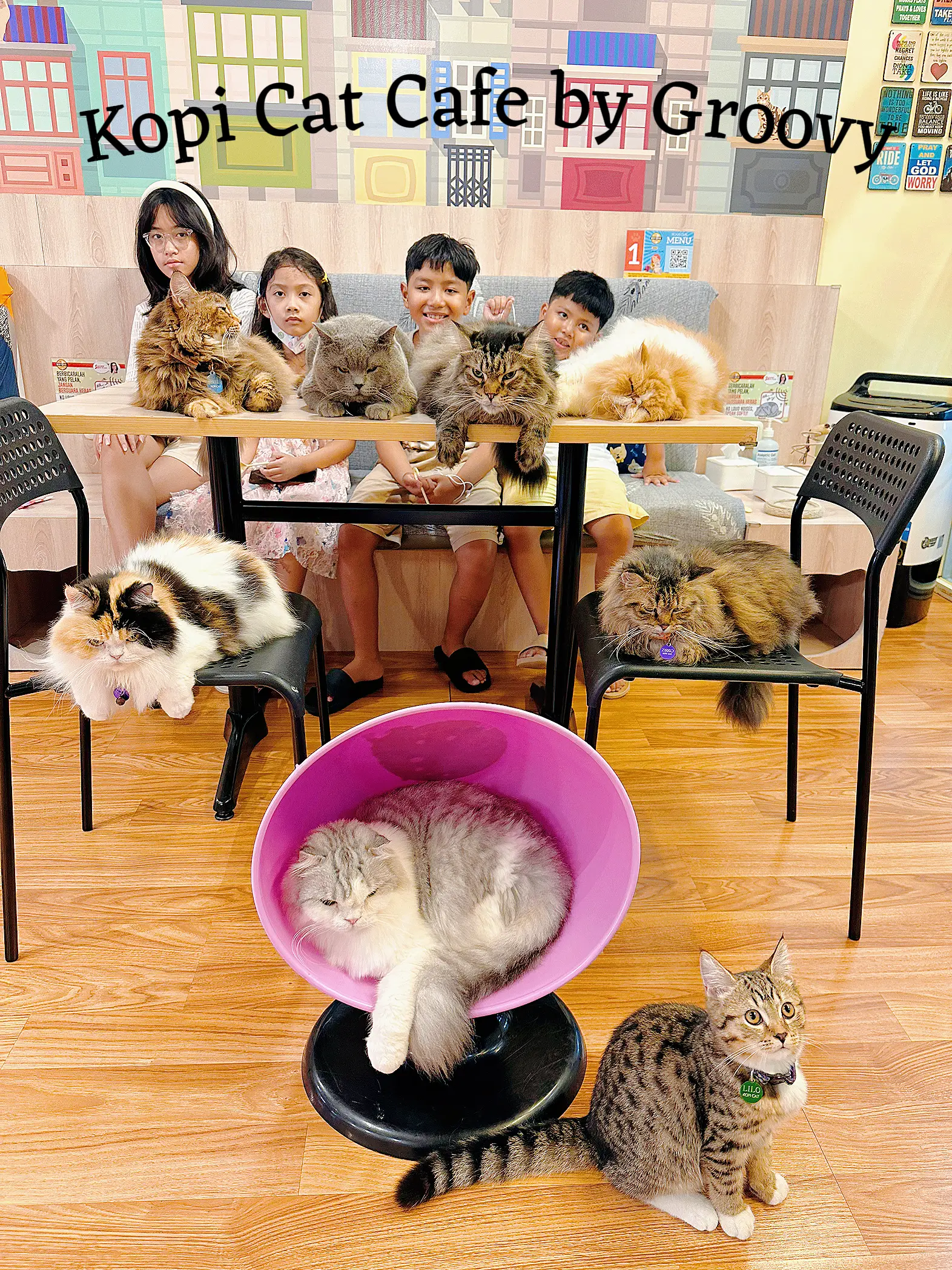 Kopi Cat Cafe by Groovy | Galeri diposting oleh Tirza Vivien | Lemon8