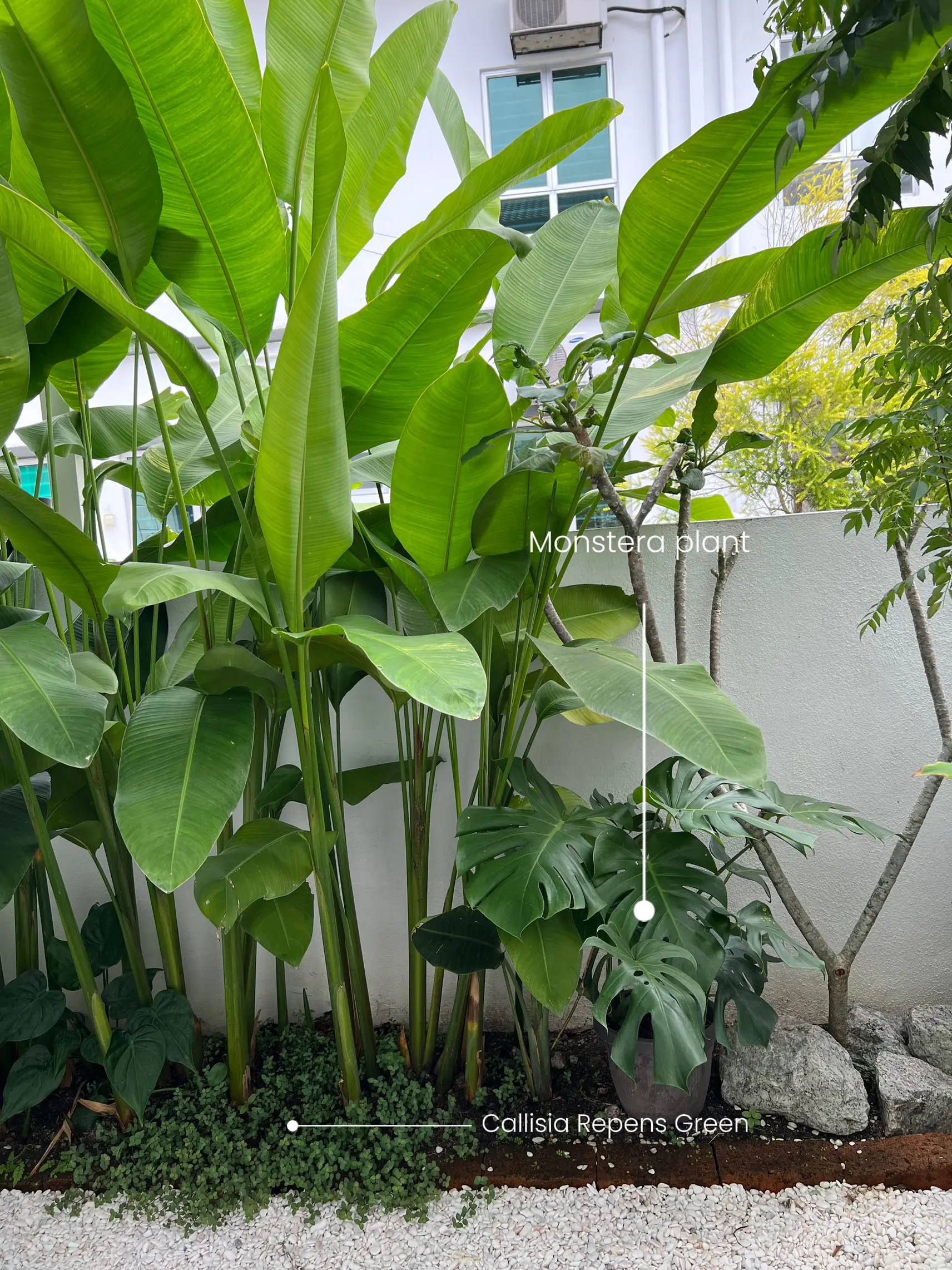 Jenis2 pokok yang senang dijaga dihalaman rumah 🤍 | Galeri disiarkan ...