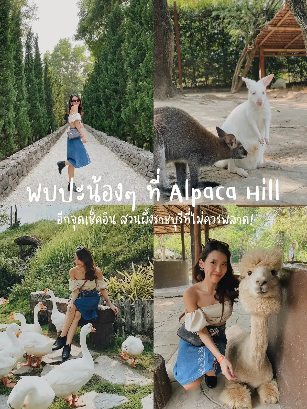 พบปะน้องๆ พร้อมได้คอนเท้นกรุบๆ ที่ Alpaca hill 🦙🦆🐏🦉 | แกลเลอรีที่โพสต์ ...