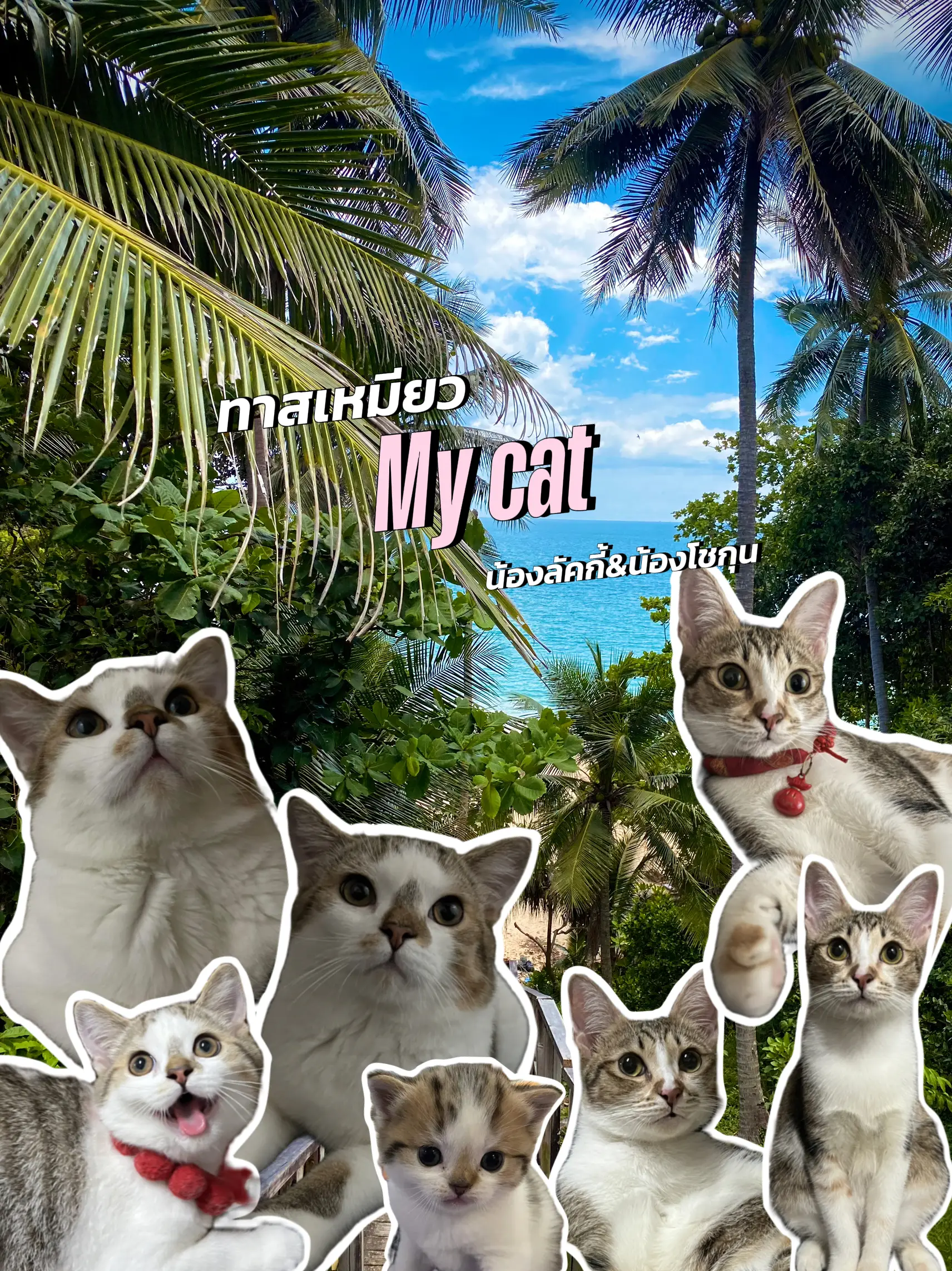 My cat | แกลเลอรีที่โพสต์โดย Benz_lucky | Lemon8