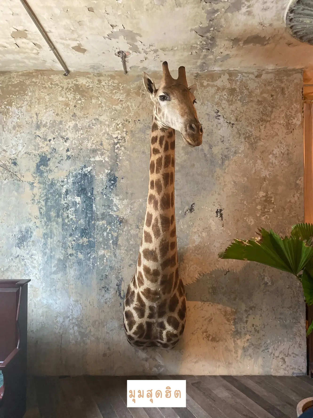 รีวิวคาเฟ่วินเทจใน bkk | Gallery posted by survey | Lemon8