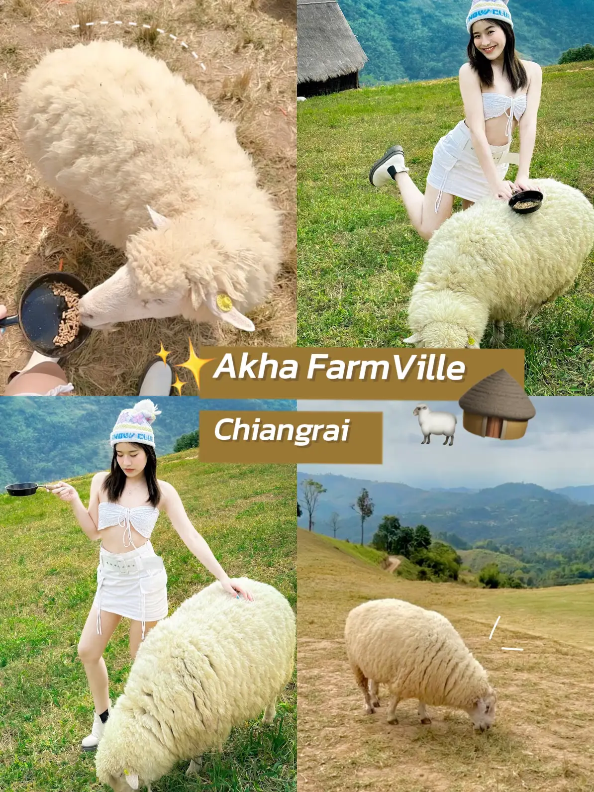 คาเฟ่ฟาร์มแกะเชียงราย 🛖 At : Akha FarmVille | แกลเลอรีที่โพสต์โดย ...