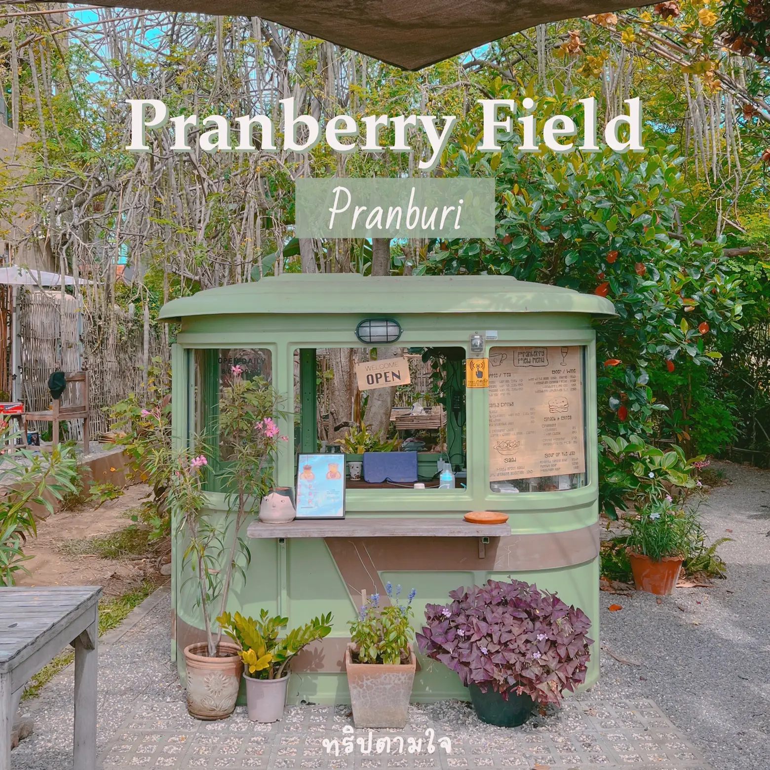 คาเฟ่ฟิลสวนดอกไม้ต่างประเทศ ที่ปราณบุรี🌷𝐏𝐫𝐚𝐧𝐛𝐞𝐫𝐫𝐲 𝐅𝐢𝐞𝐥𝐝 🌾 | แกลเลอรีที่ ...