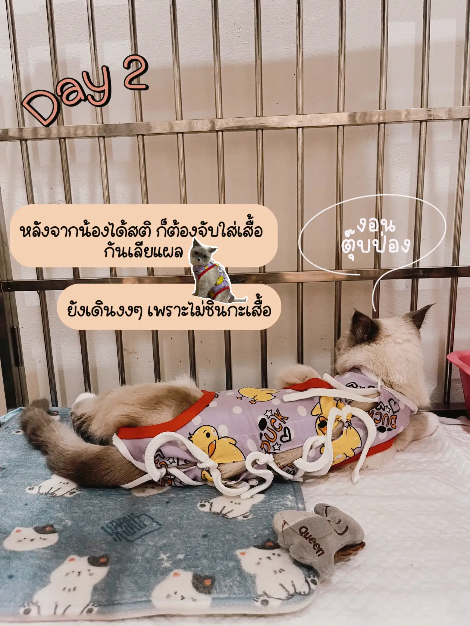 แชร์ประสบการณ์ พาแมวทำหมัน | แกลเลอรีที่โพสต์โดย meow | Lemon8